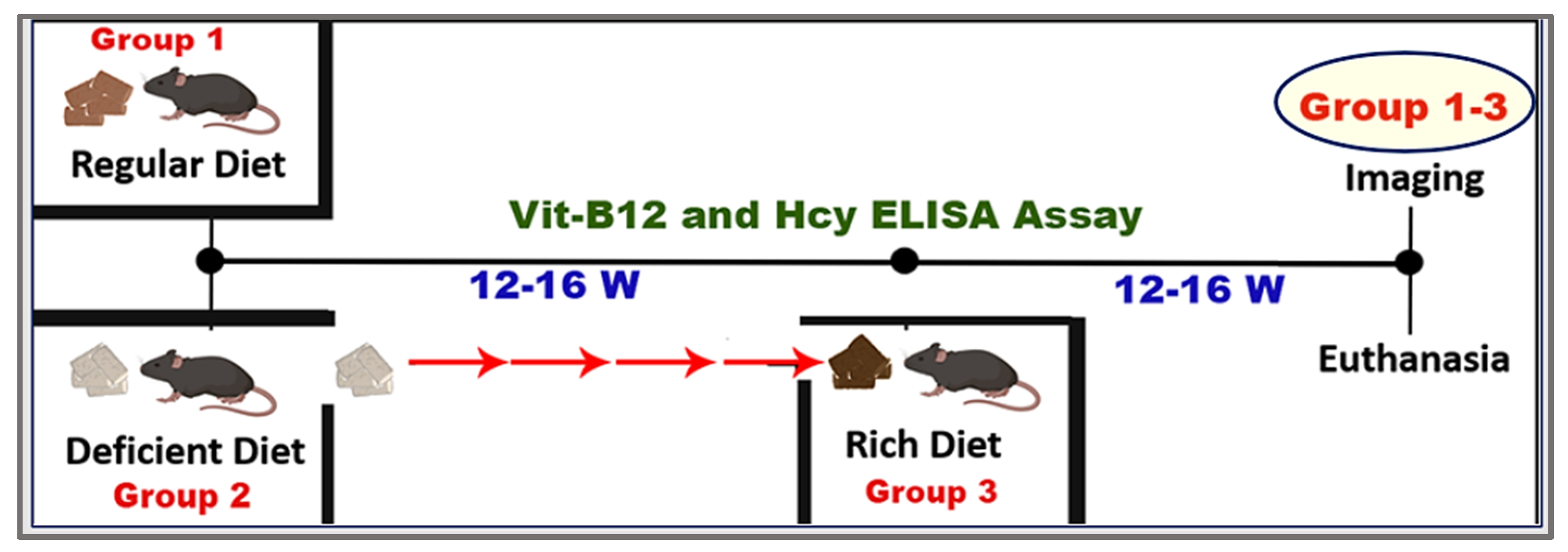 Modulating One-Carbon Metabolism with B-Vitamins to Protect the Retinal ...