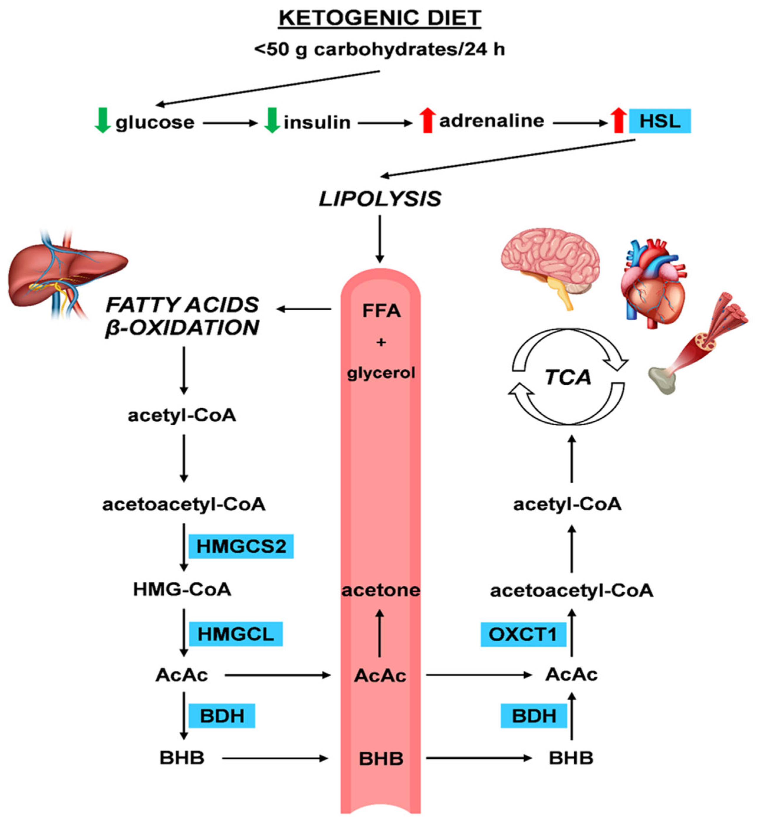 The Ketogenic Diet in Type 2 Diabetes and Obesity: A Narrative Review ...