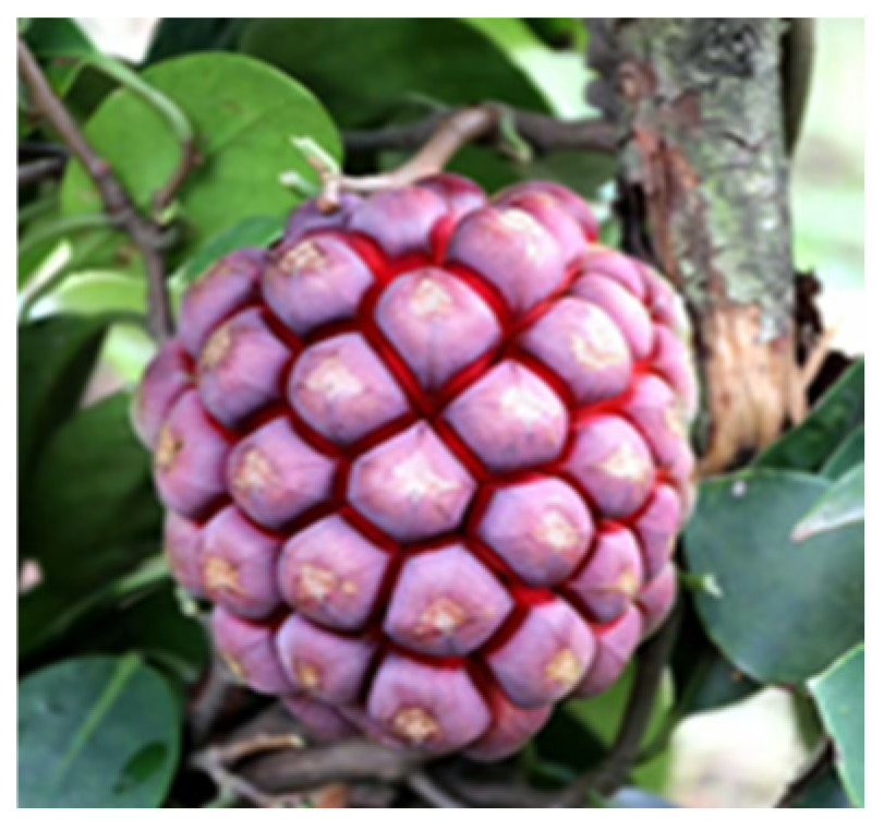 Binankadsurin A from Kadsura coccinea Fruits Ameliorates Acetaminophen ...