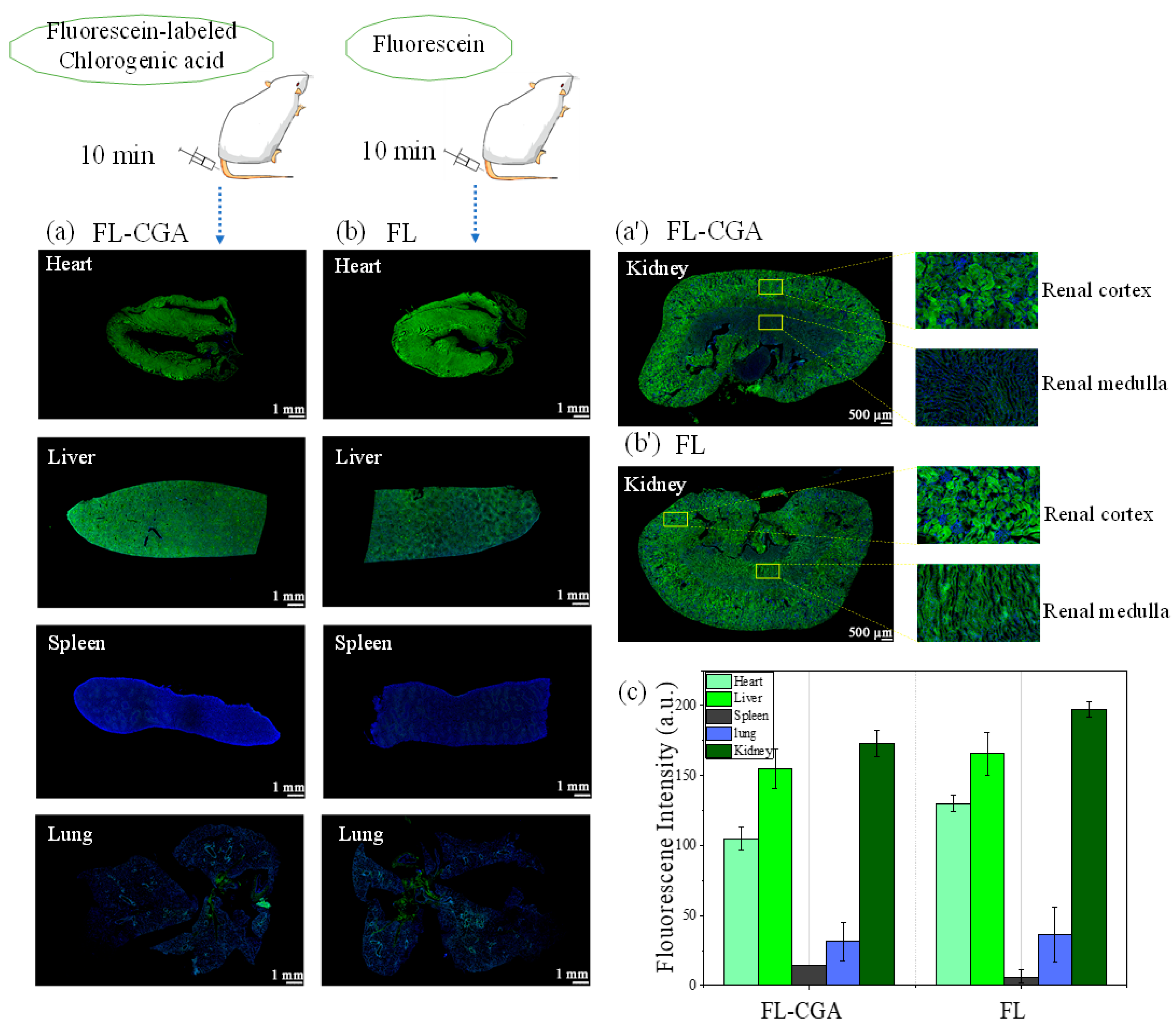 Antioxidant Activity of Chlorogenic Acid Evaluated via EPR Spectroscopy ...