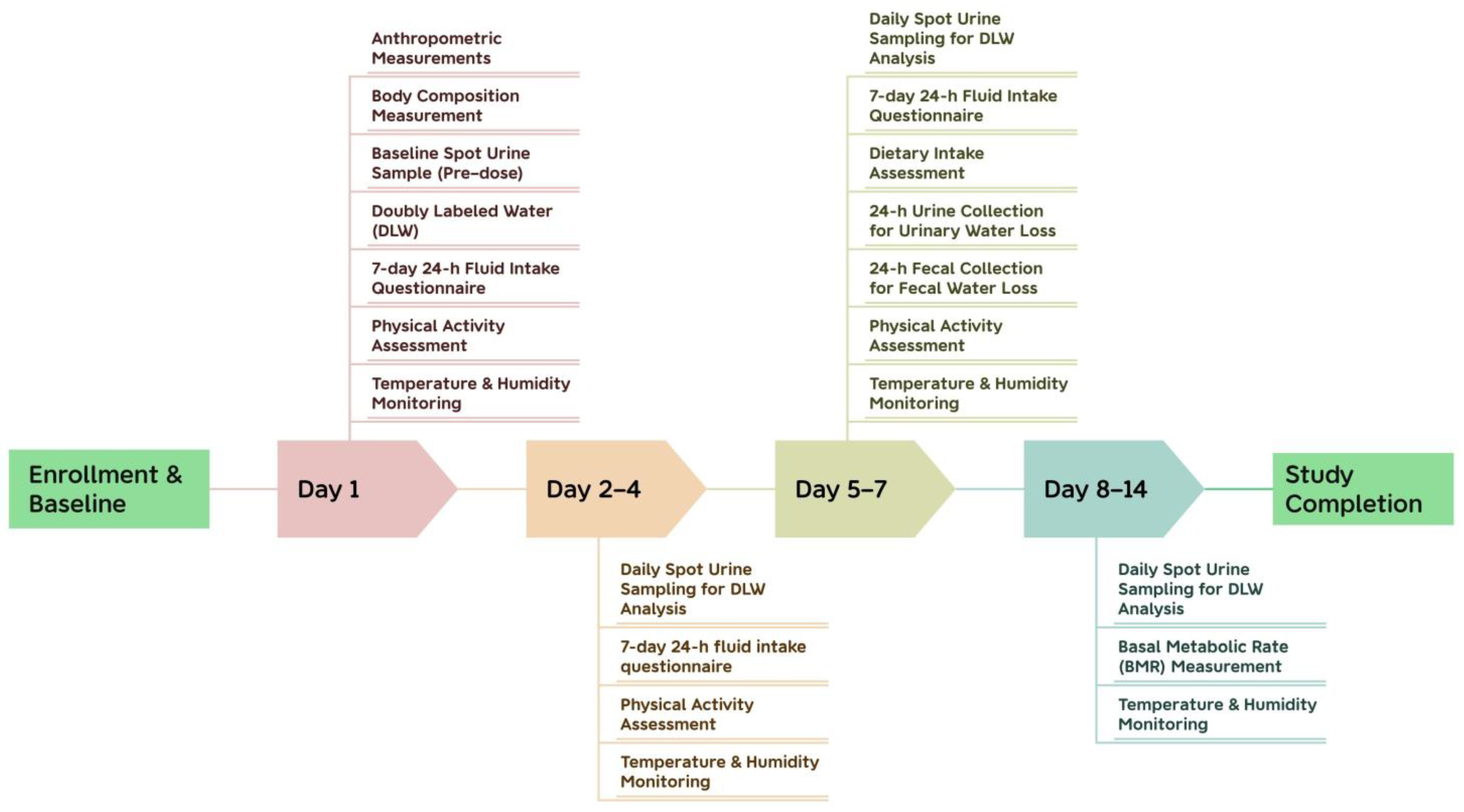 Water and Energy Turnover in Chinese Young Adults: A Doubly Labeled ...