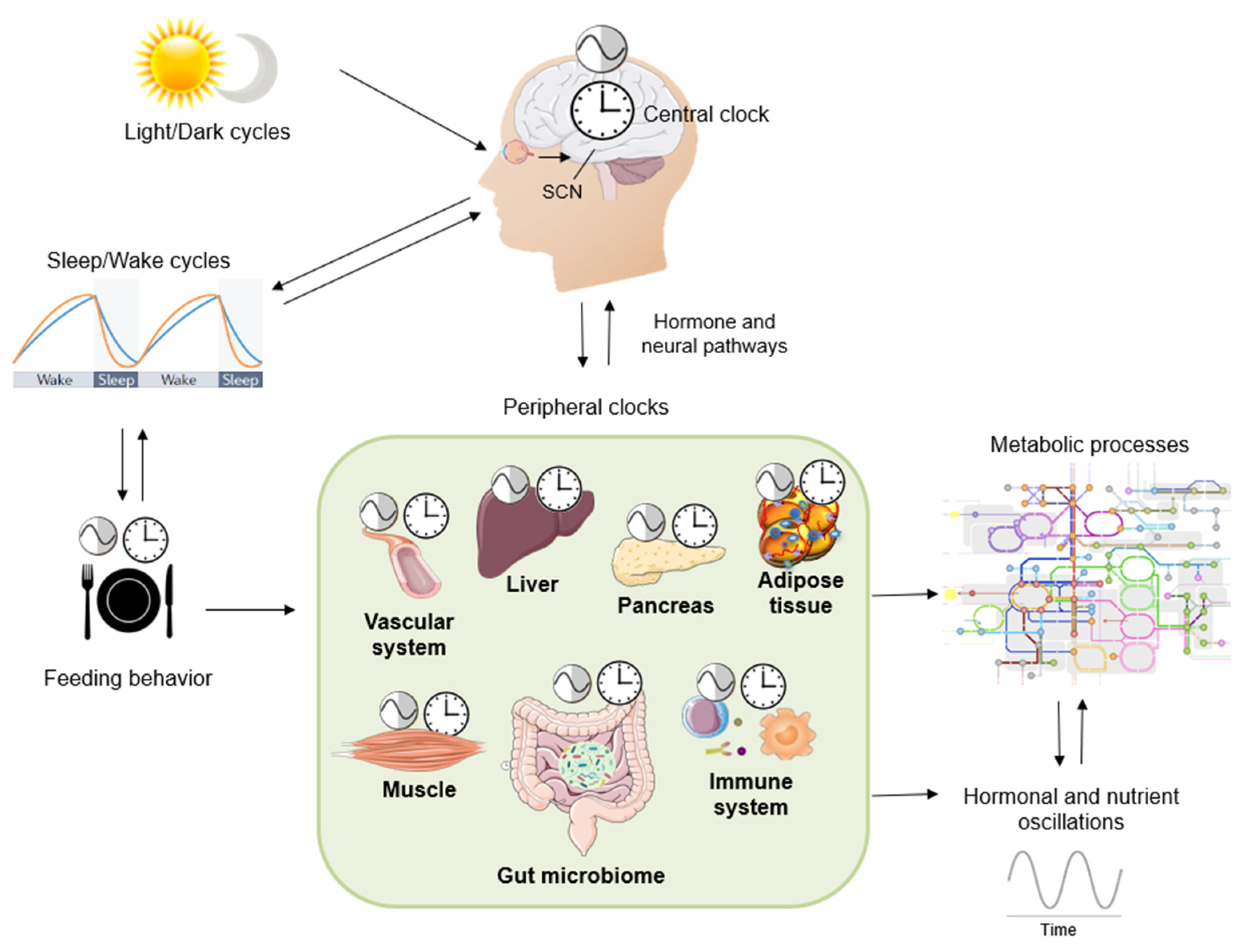 The Co-Evolution of Sleep and Diet: Toward an Emerging Framework of ...