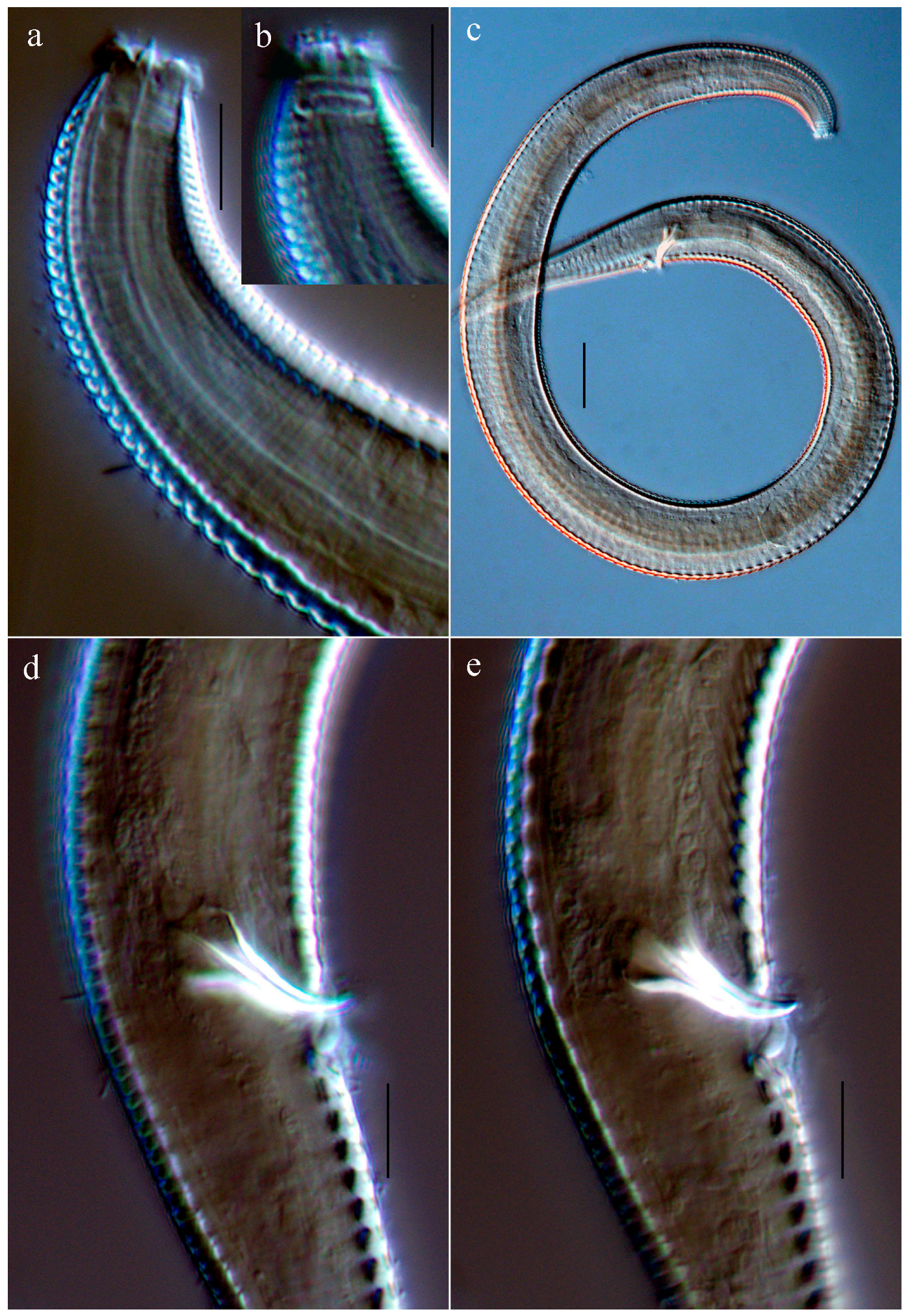 Two New Species of Free-Living Marine Nematodes (Nematoda) from the ...