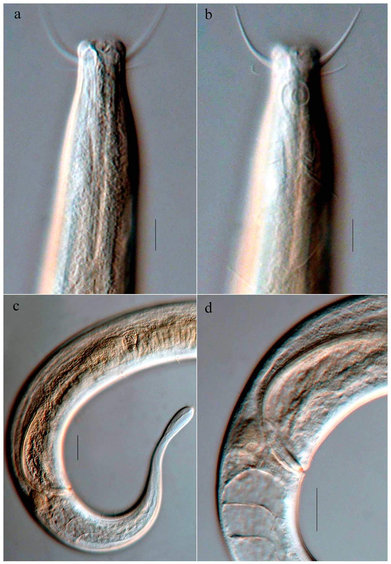 Two New Species of Free-Living Marine Nematodes (Nematoda) from the ...