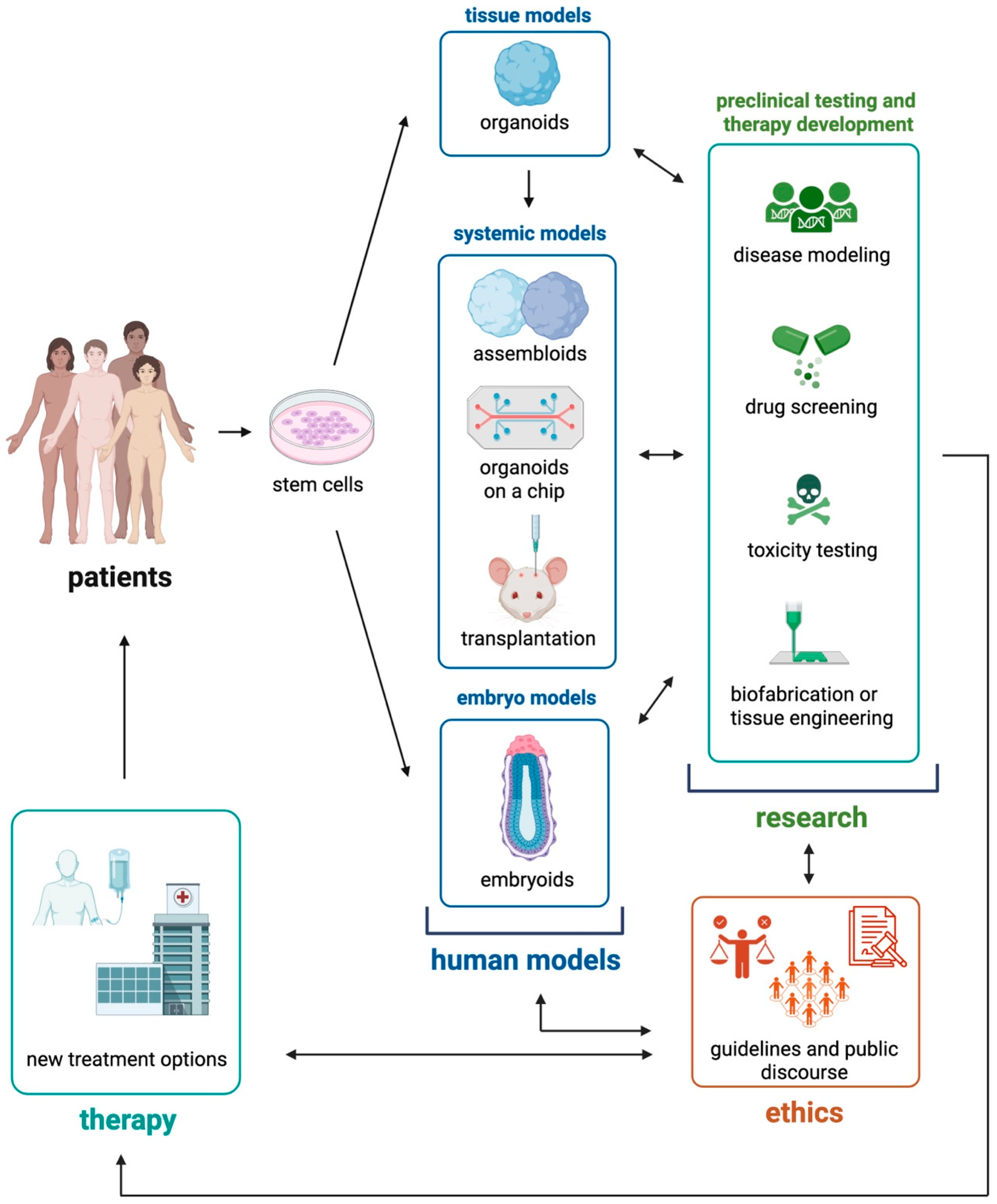 Organoids: Promoting Innovation in Organoid Technology for Basic ...