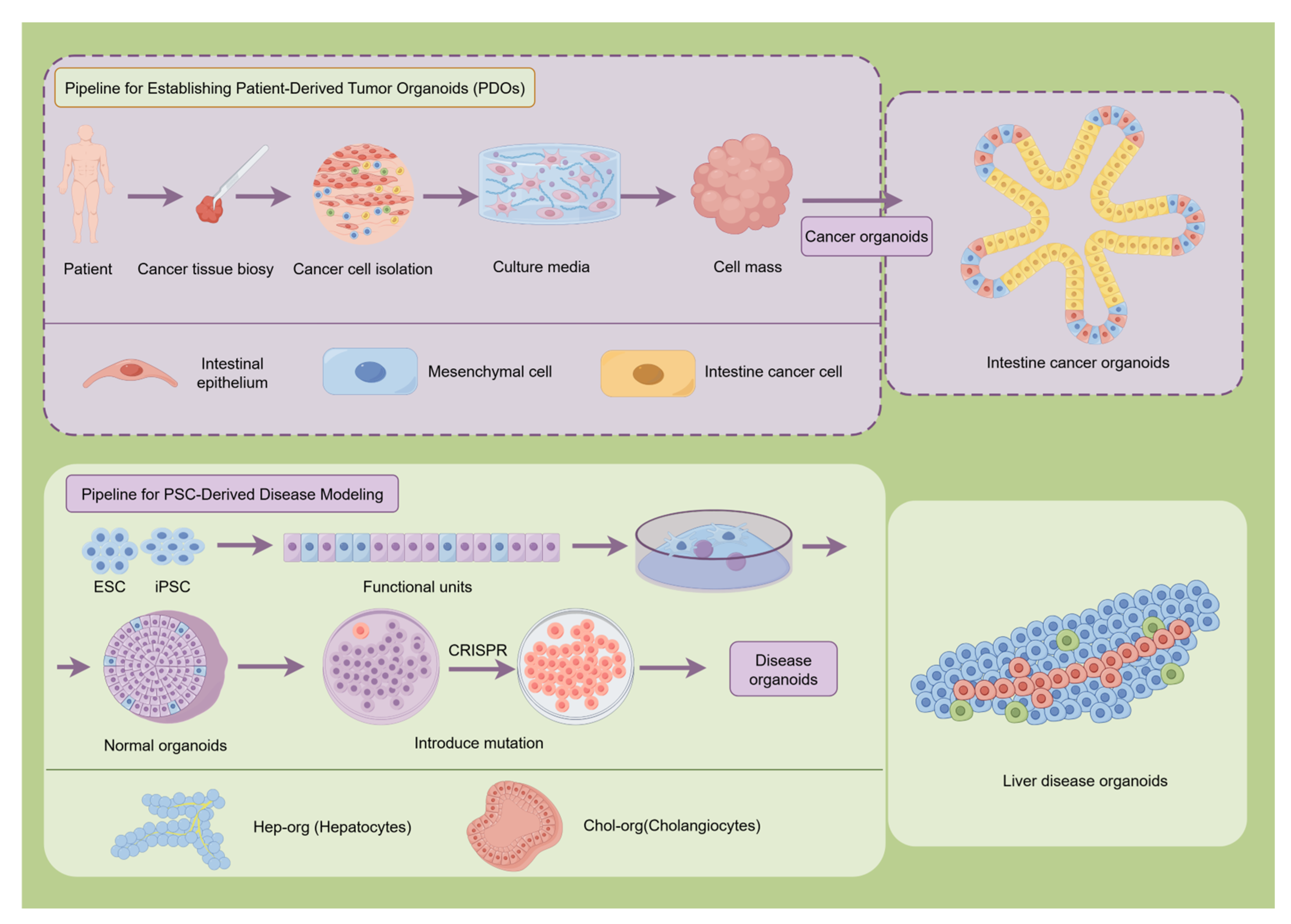 Organoid Models: Revolutionizing Disease Modeling and Personalized ...