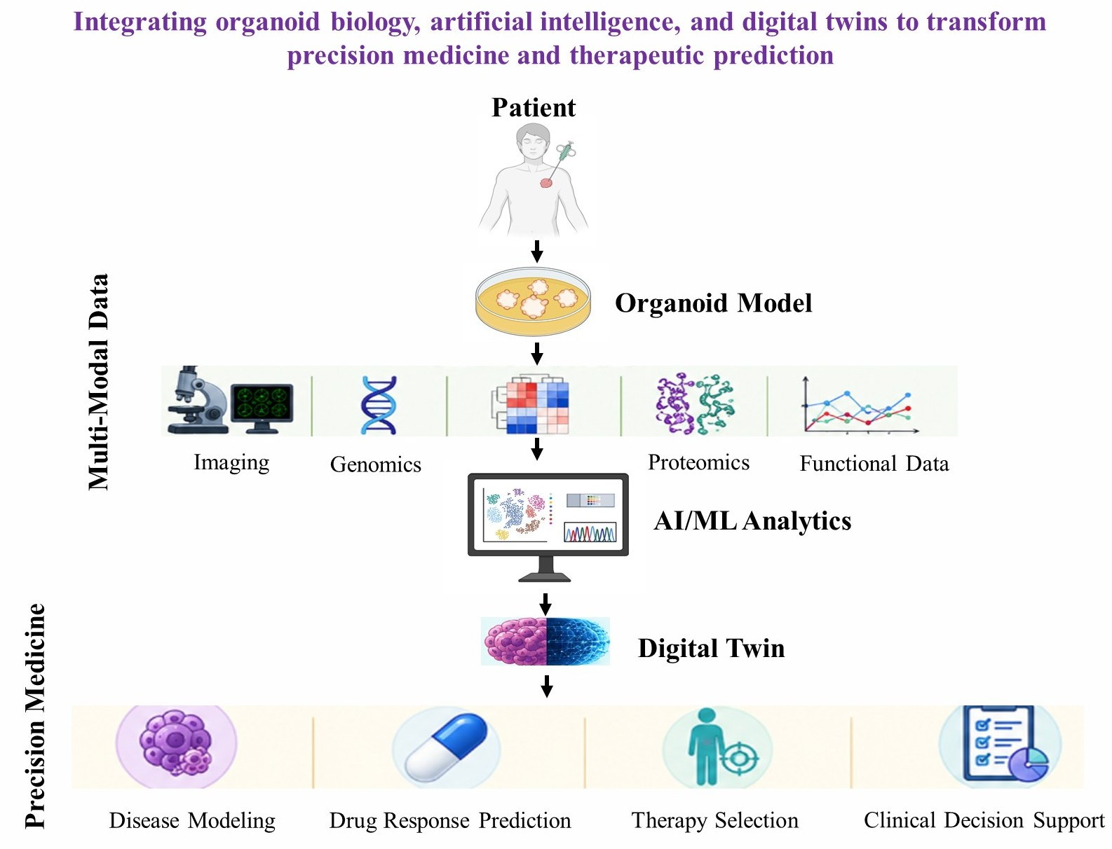 Artificial Intelligence–Enabled Organoid Platforms for Precision ...