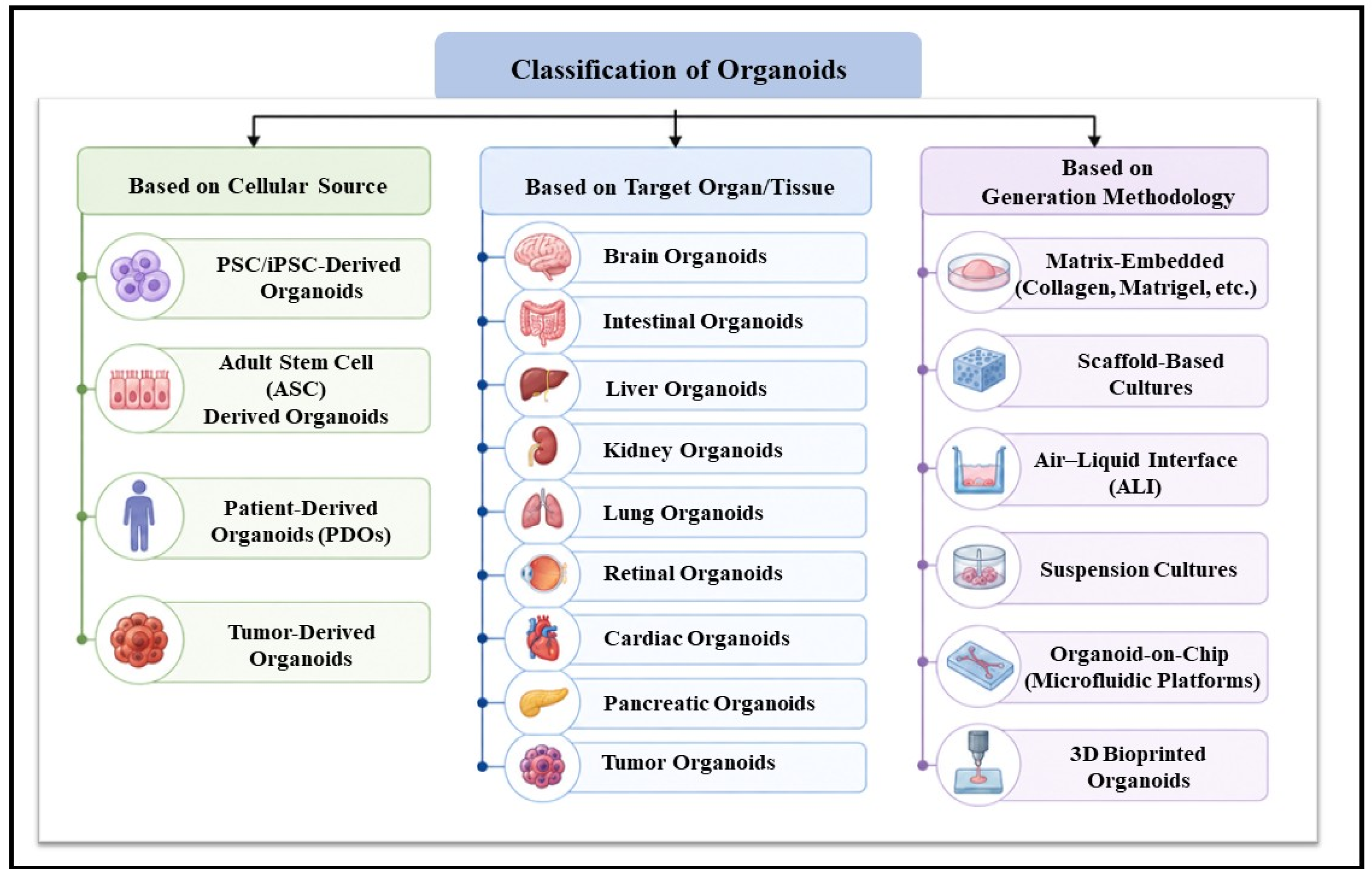 Artificial Intelligence–Enabled Organoid Platforms for Precision ...