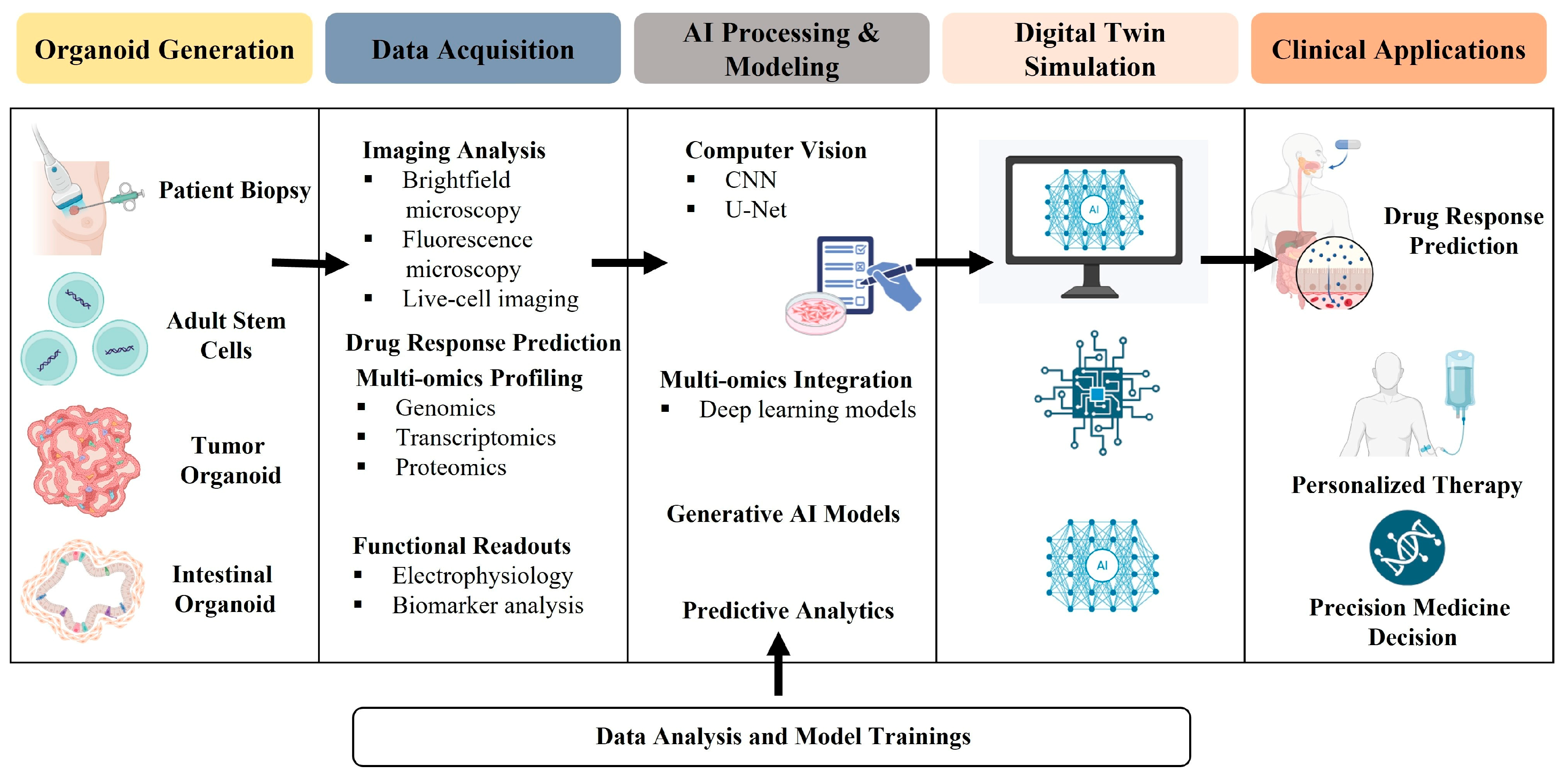 Artificial Intelligence–Enabled Organoid Platforms for Precision ...