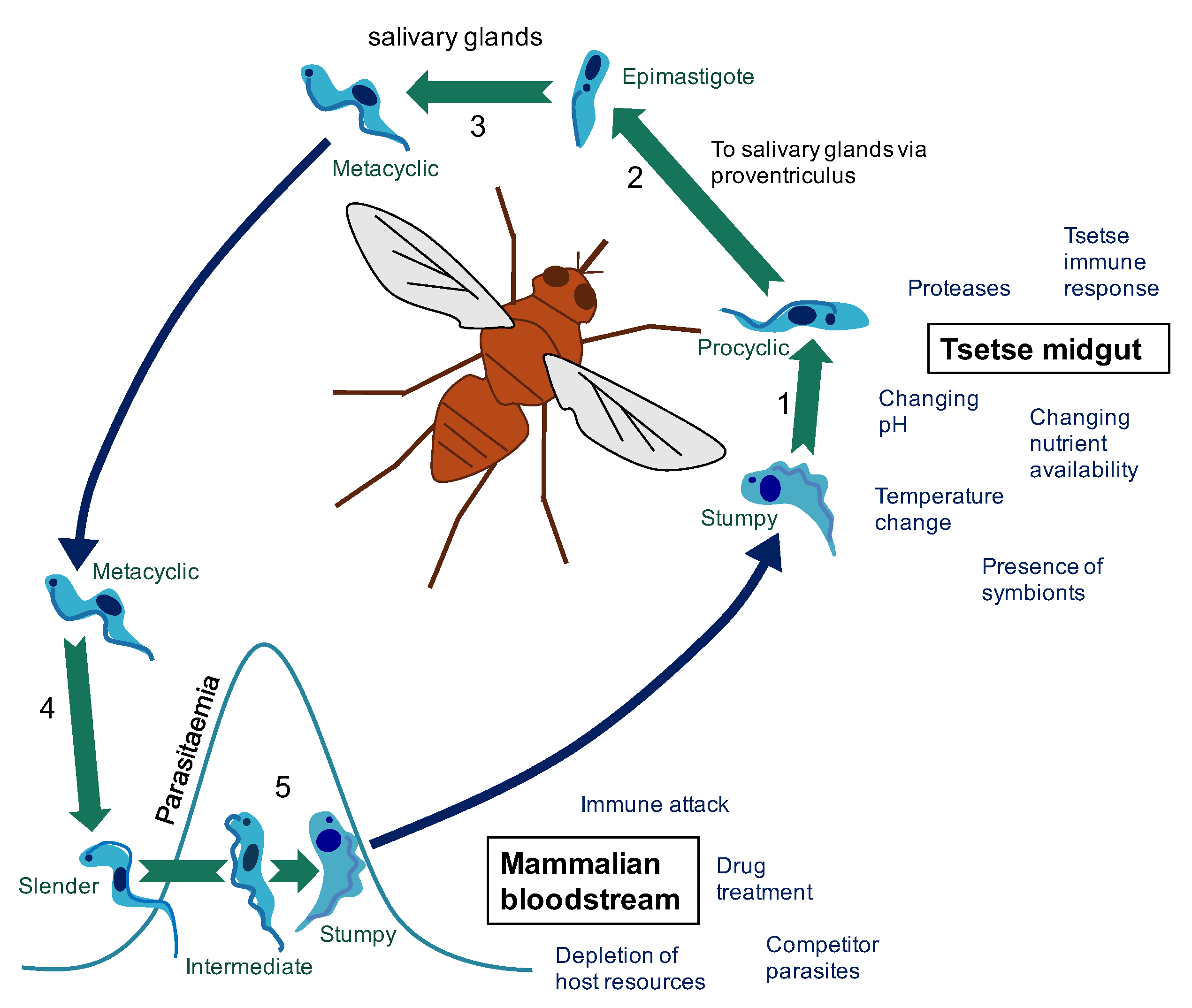 Pathogens Free Full Text The Cytological Events And Molecular Pathogens Free Full Text The Cytological Events And Molecular
