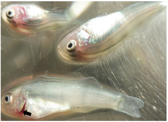 A New Lineage of Perch Rhabdovirus Associated with Mortalities of ...