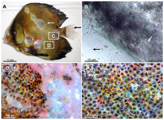 First Isolation of Virulent Tenacibaculum maritimum Isolates from ...