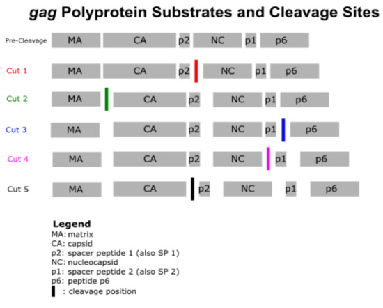 Antiretroviral Drug-Resistance Mutations on the Gag Gene: Mutation ...