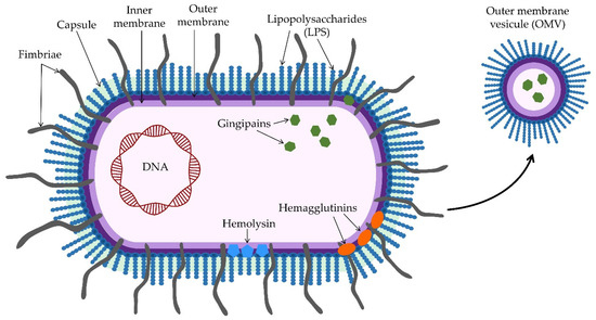 Porphyromonas gingivalis Virulence Factors and Clinical Significance in ...