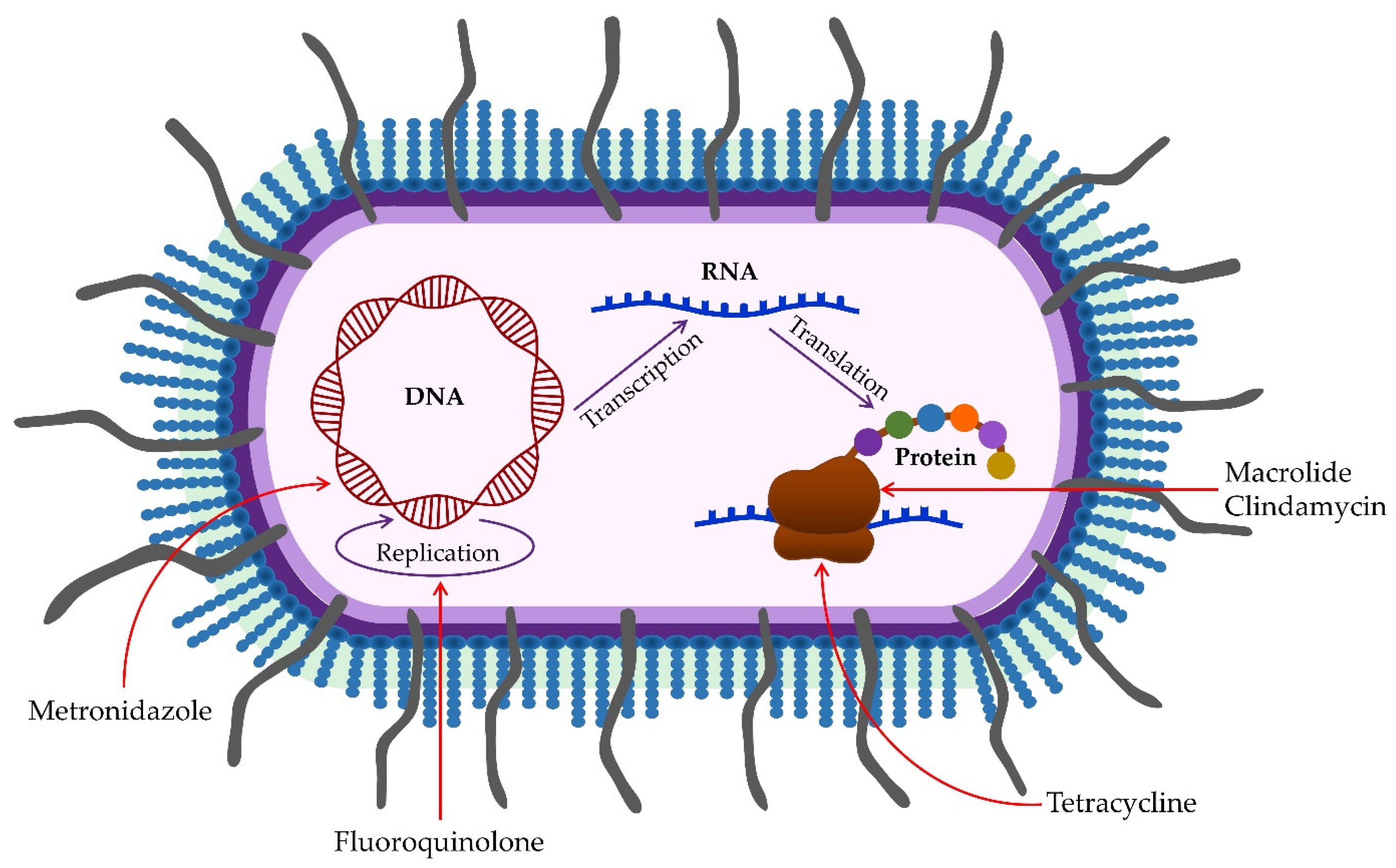 Porphyromonas Gingivalis Virulence Factors And Clinical Significance In Porphyromonas Gingivalis Virulence Factors And Clinical Significance In