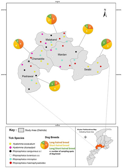 Pathogens | Free Full-Text | Ticks Infesting Dogs in Khyber Pakhtunkhwa ...