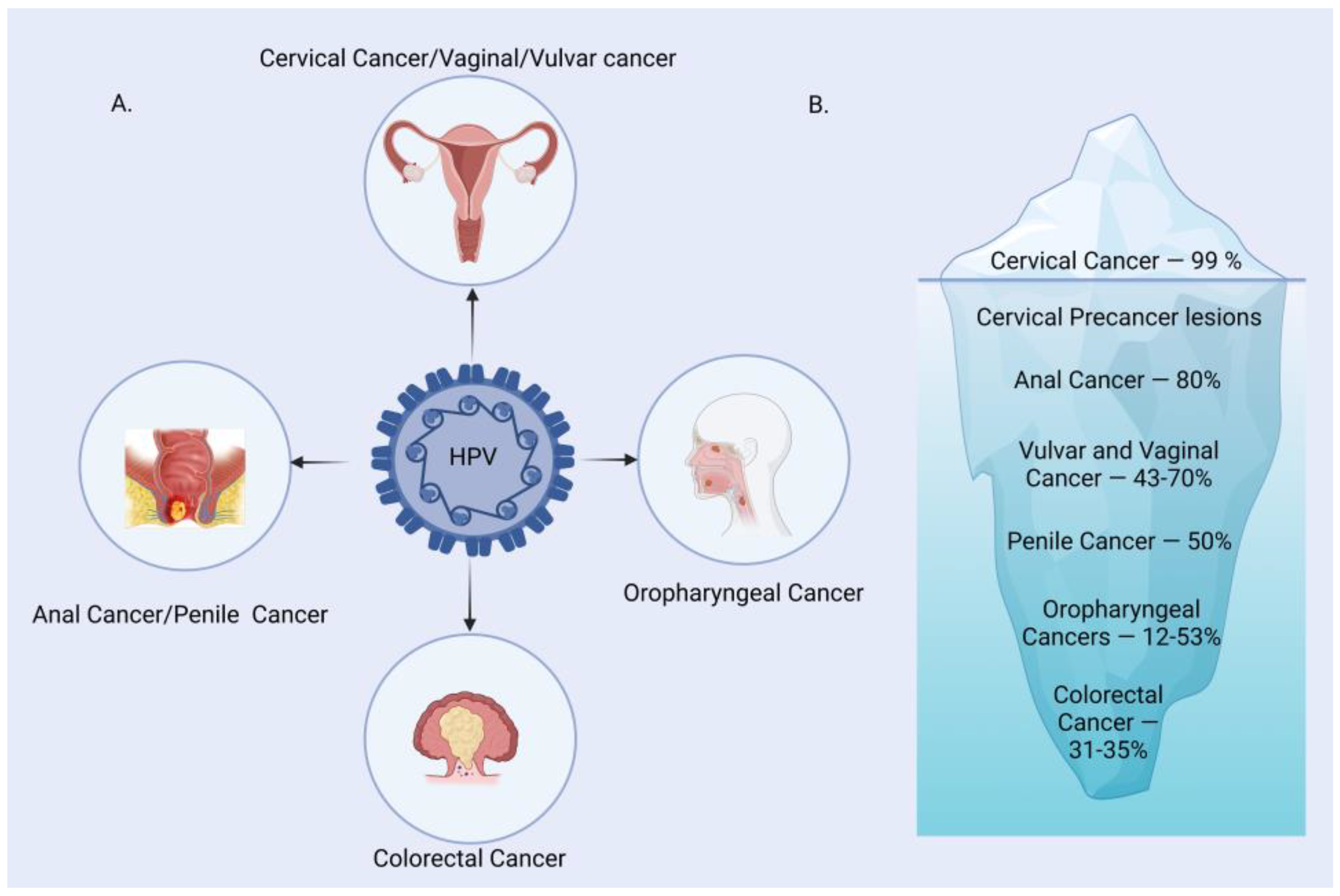 Hpv Cervical Cancer Hpv Cervical Cancer