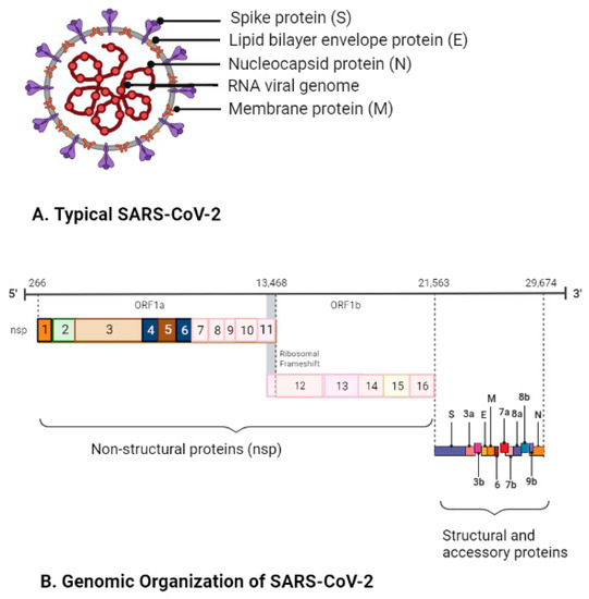 A SARS-CoV-2: Companion Animal Transmission and Variants Classification