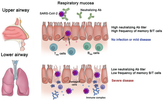 Mucosal Immunity against SARS-CoV-2 in the Respiratory Tract