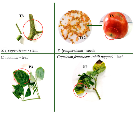 First Report of Curtobacterium flaccumfaciens in Bulgaria