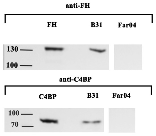 Survival of Borrelia burgdorferi Strain B31 in Human Serum Is Not ...
