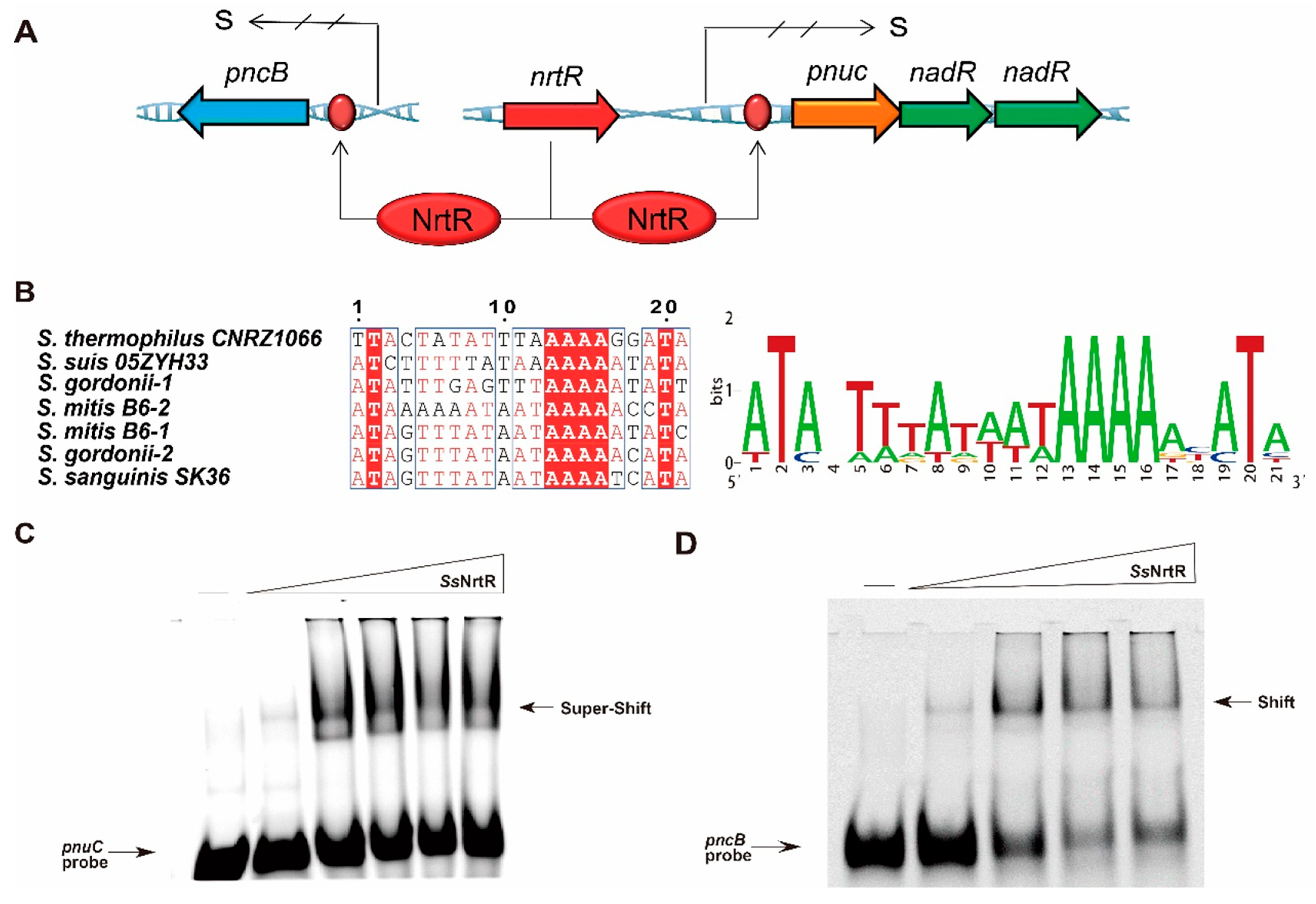 Regulation of NAD+ Homeostasis by SsNrtR in Streptococcus Sobrinus: A ...