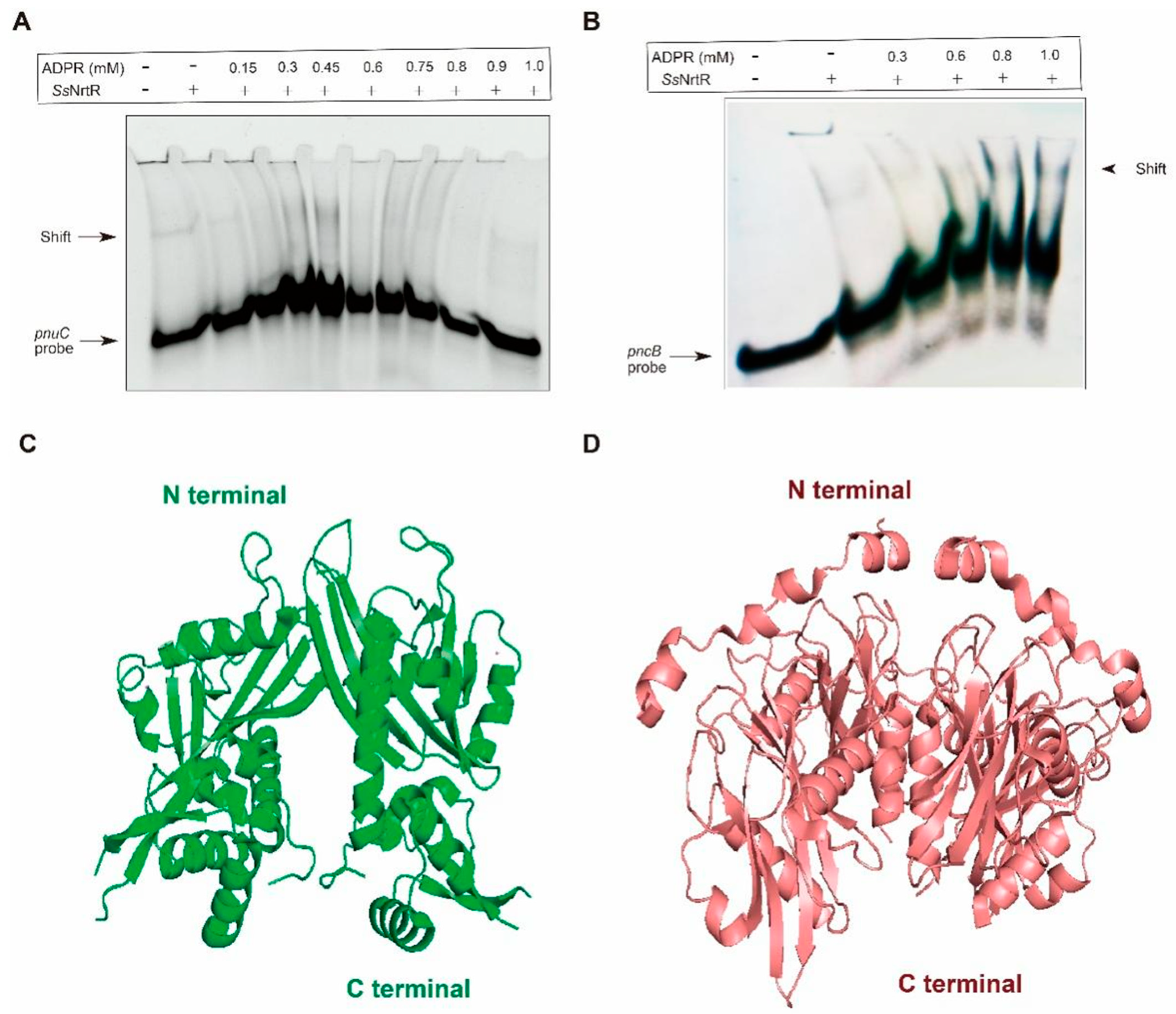 Regulation of NAD+ Homeostasis by SsNrtR in Streptococcus Sobrinus: A ...