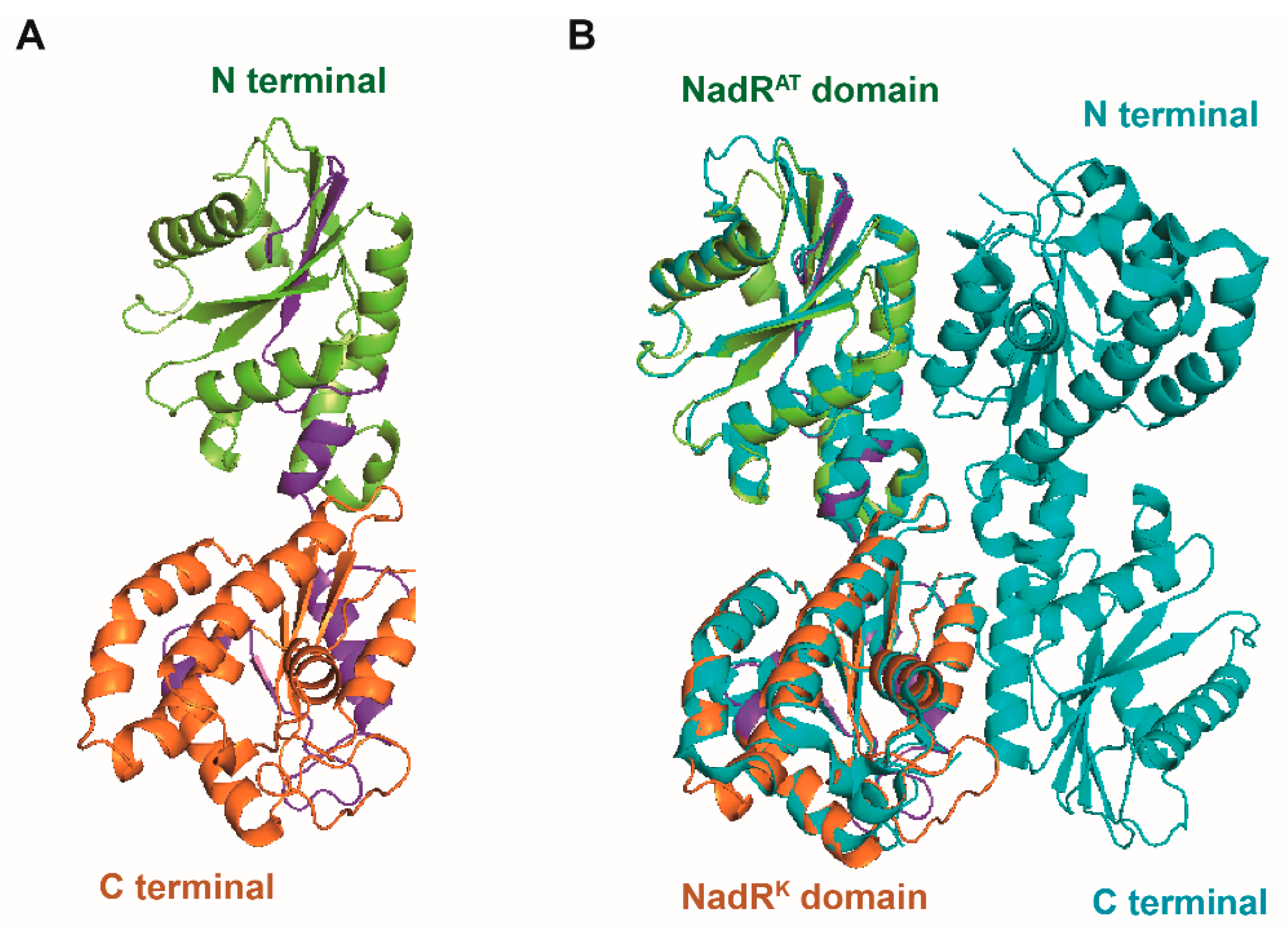 Regulation of NAD+ Homeostasis by SsNrtR in Streptococcus Sobrinus: A ...