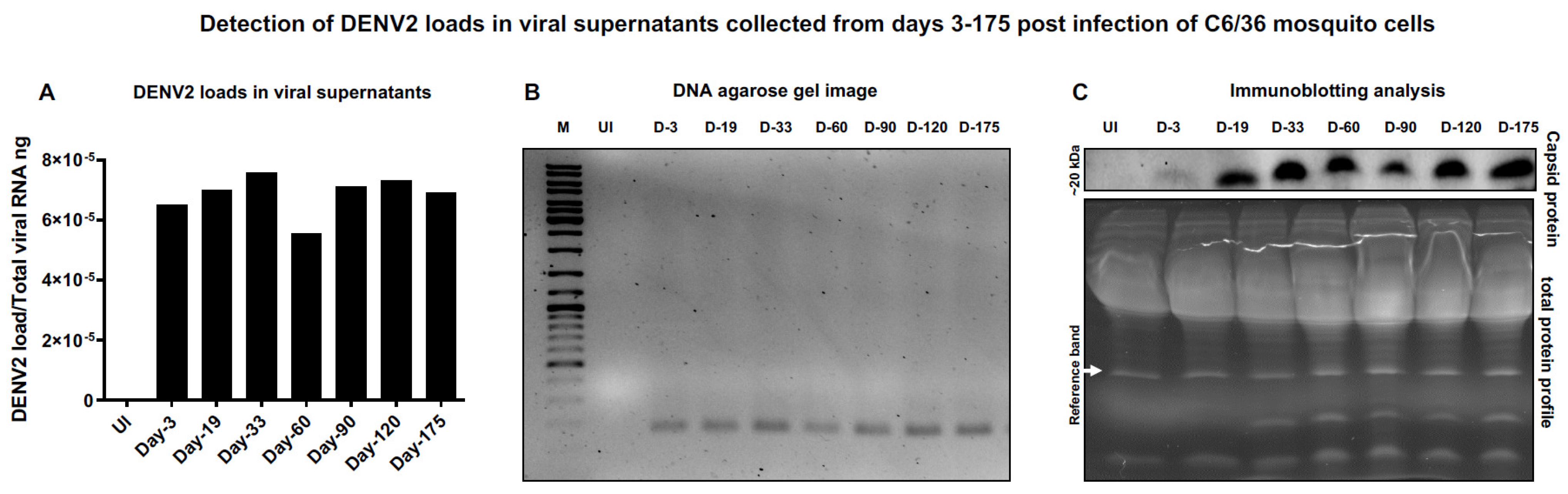 Persistent and Long-Term Infectivity of Dengue Virus in Mosquito Cells ...