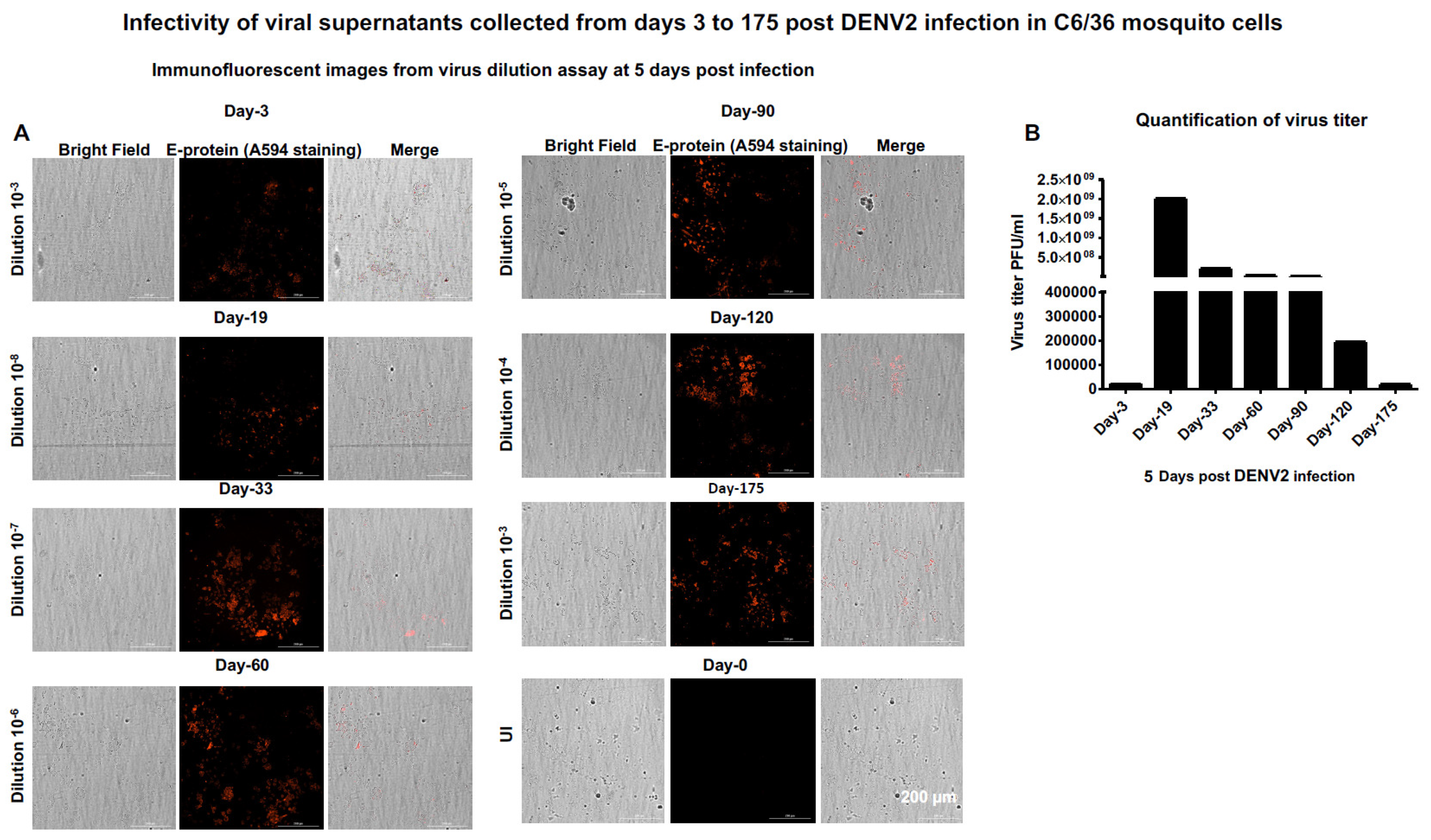 Persistent and Long-Term Infectivity of Dengue Virus in Mosquito Cells ...