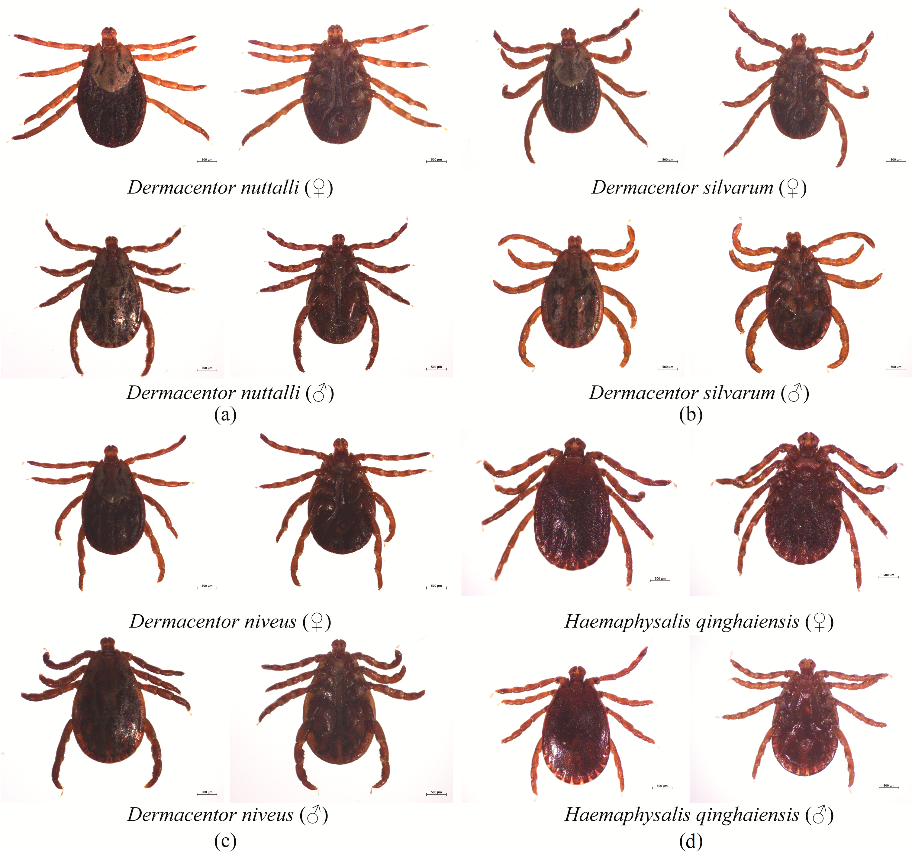 Molecular Detection and Identification of Bacterial Pathogens in ...