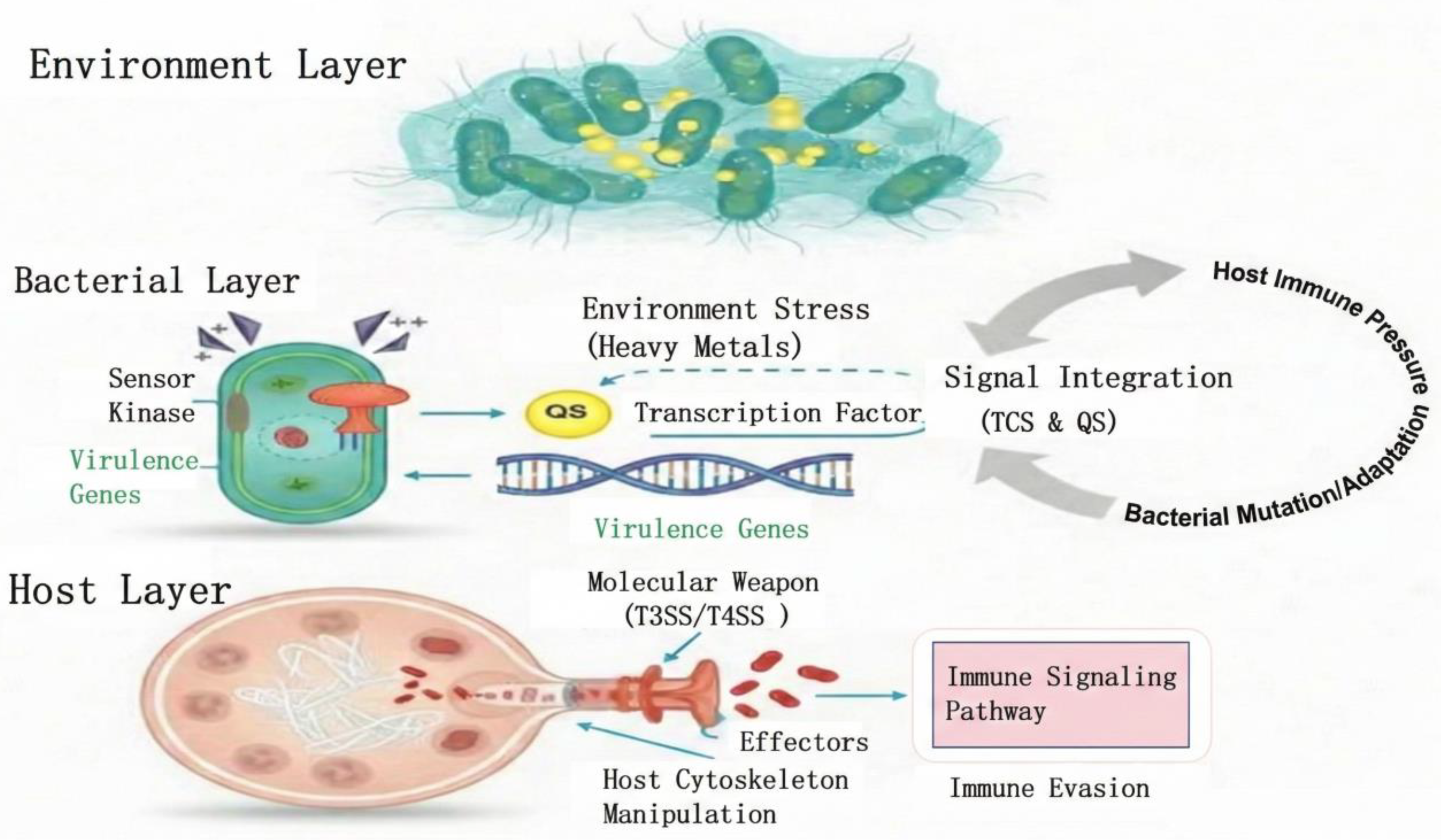Research Progress on Heavy Metals as Regulators of Bacterial Virulence ...
