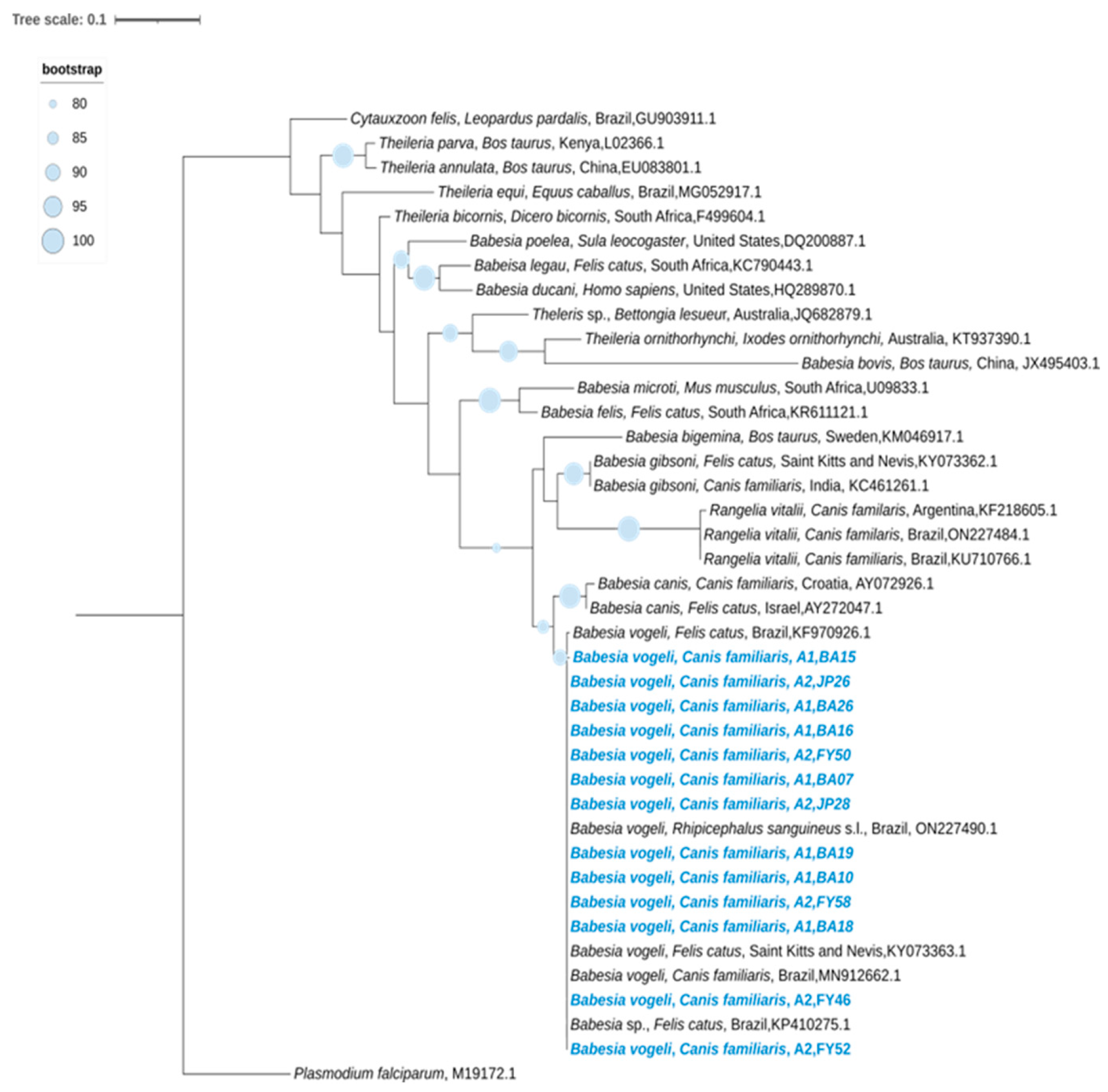 Molecular Epidemiology of Babesia vogeli and Hepatozoon canis in Dogs ...