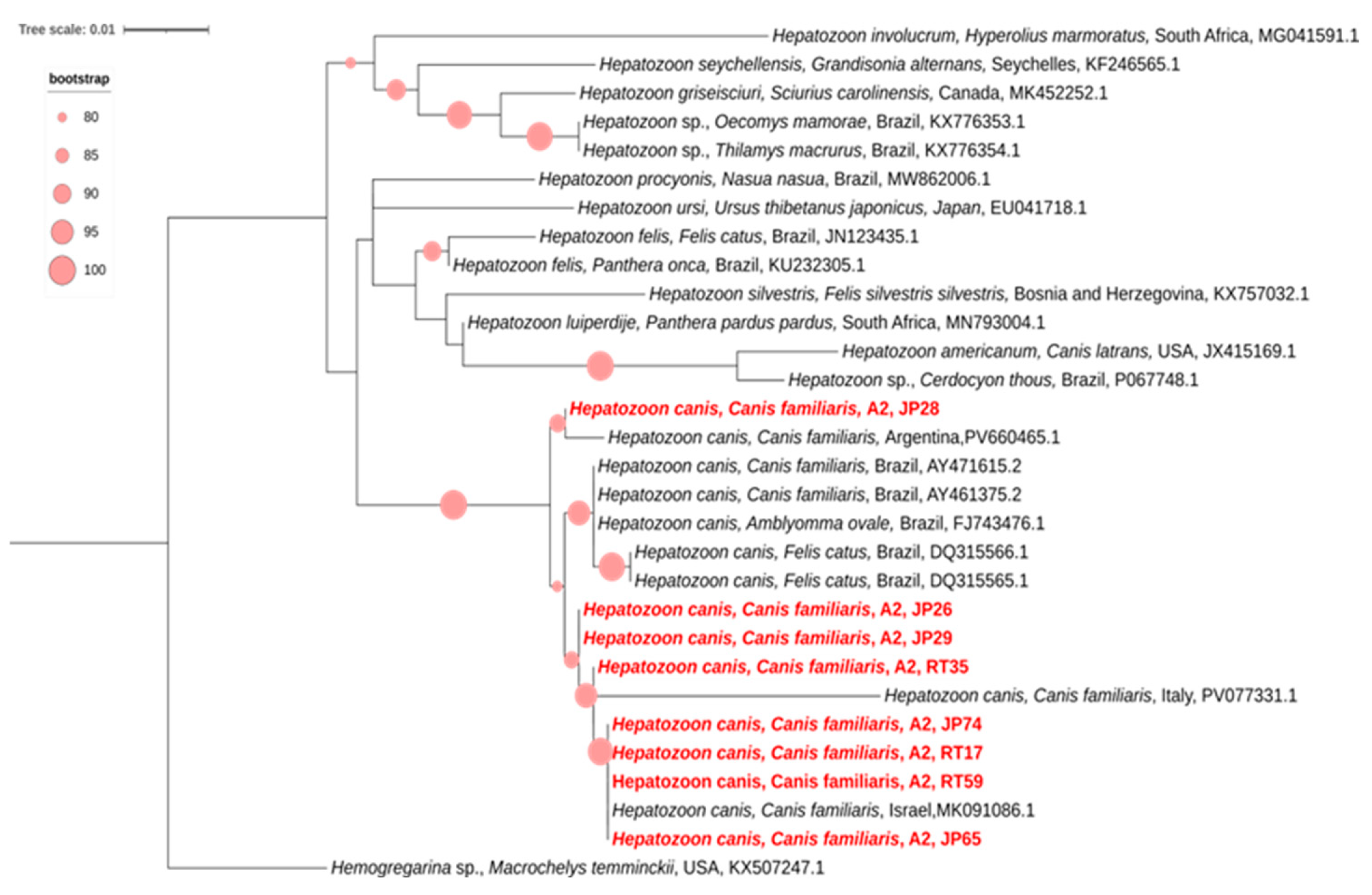 Molecular Epidemiology of Babesia vogeli and Hepatozoon canis in Dogs ...