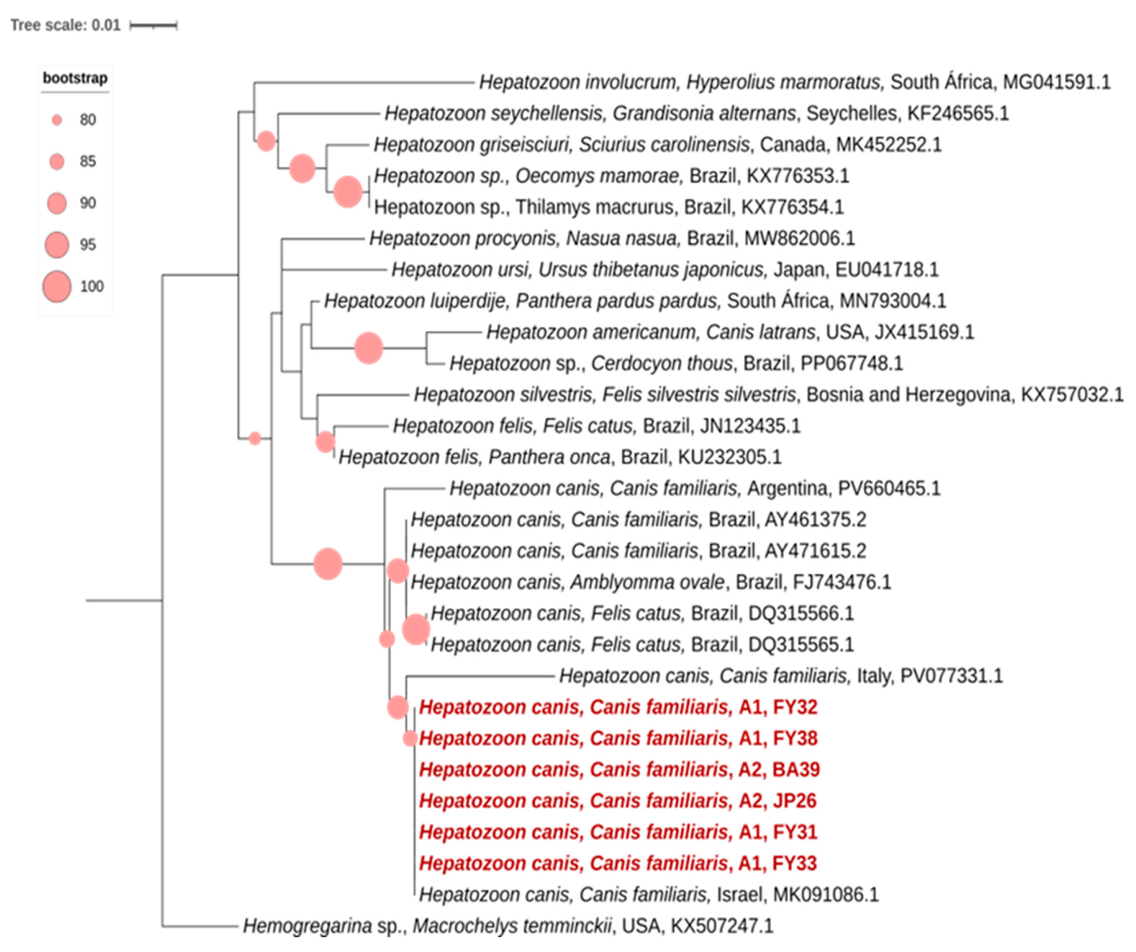 Molecular Epidemiology of Babesia vogeli and Hepatozoon canis in Dogs ...