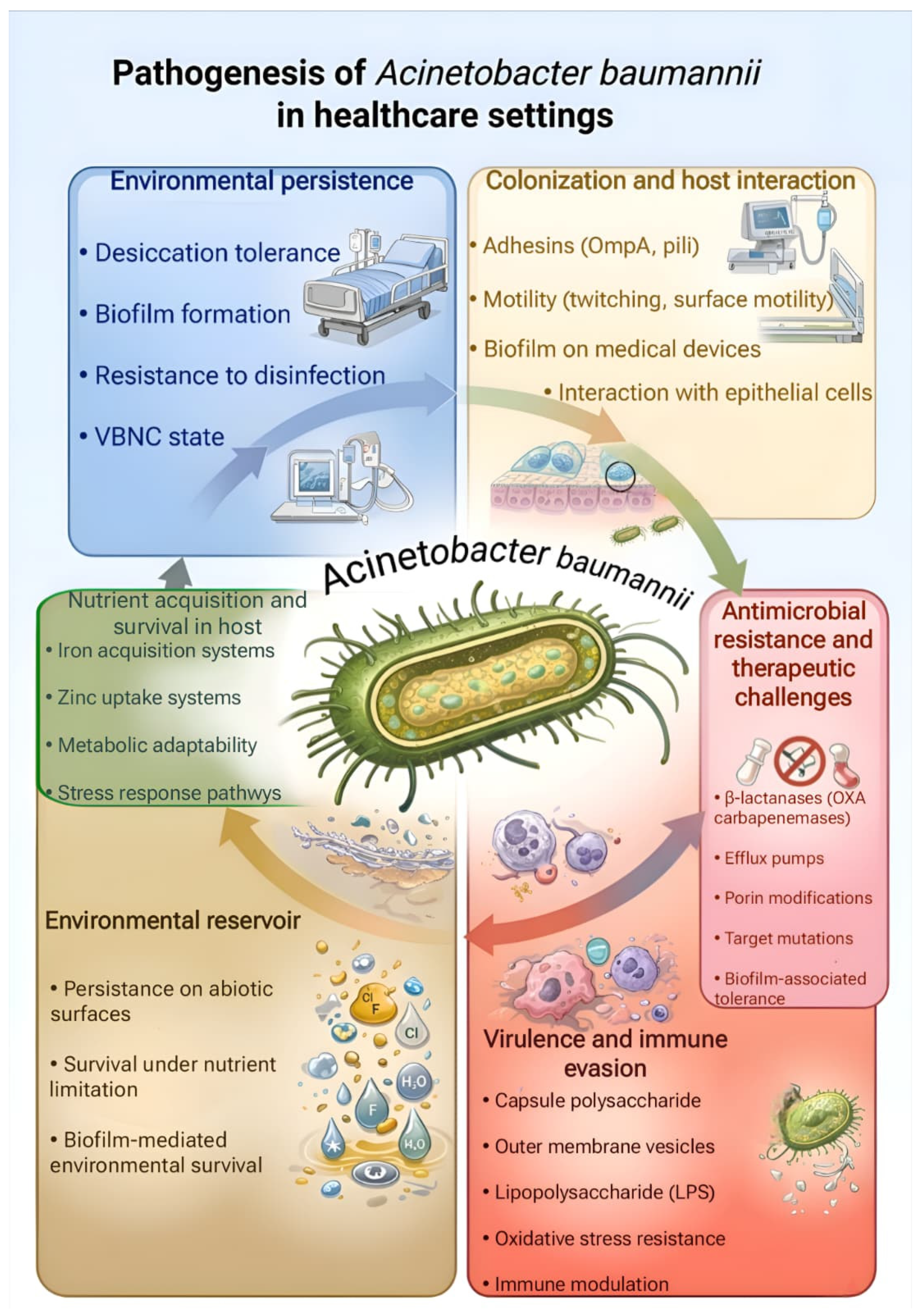 New Insights into Acinetobacter baumannii Pathogenesis and Therapeutic ...