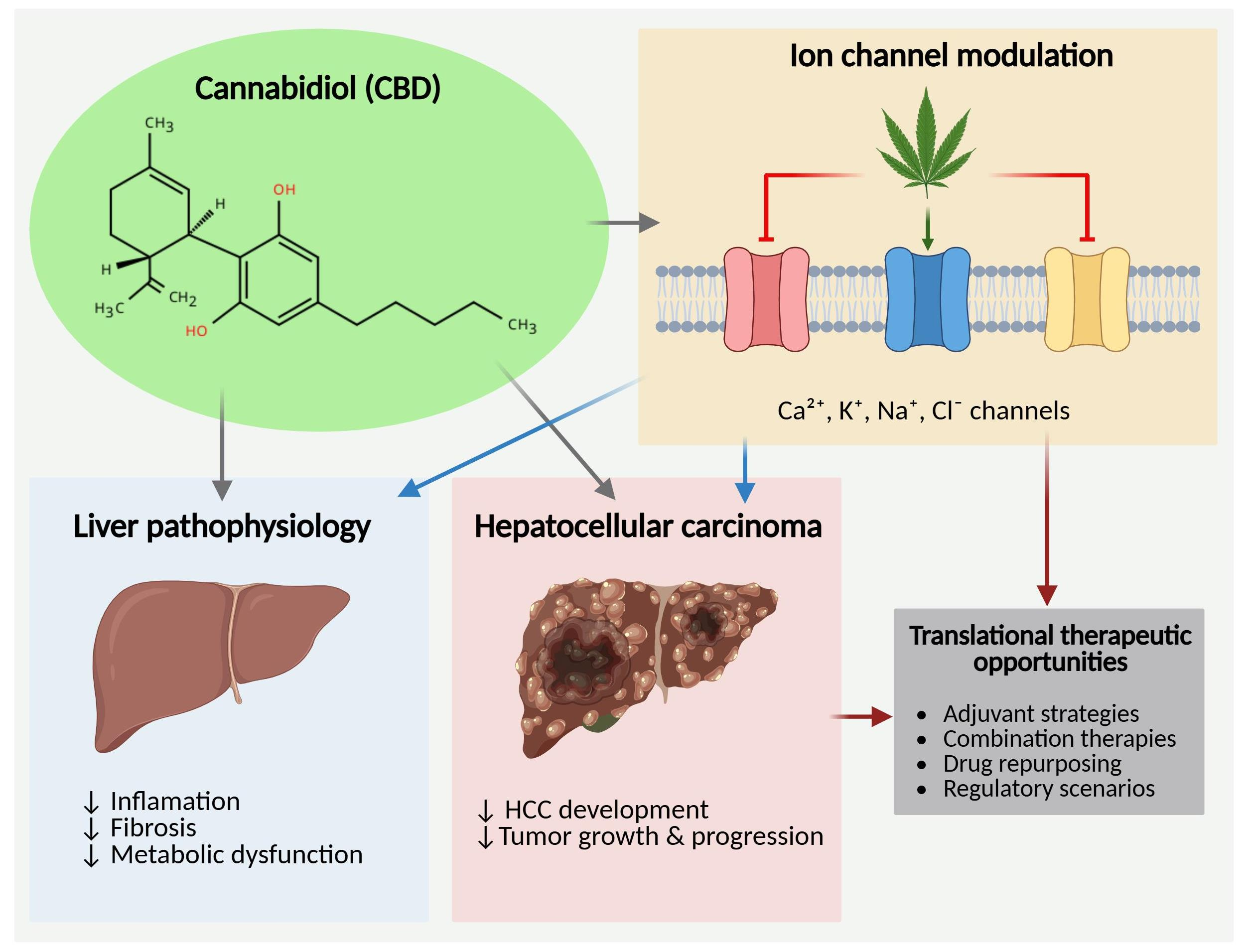Cannabidiol–Ion Channel Interactions Represent a Promising Preventive ...