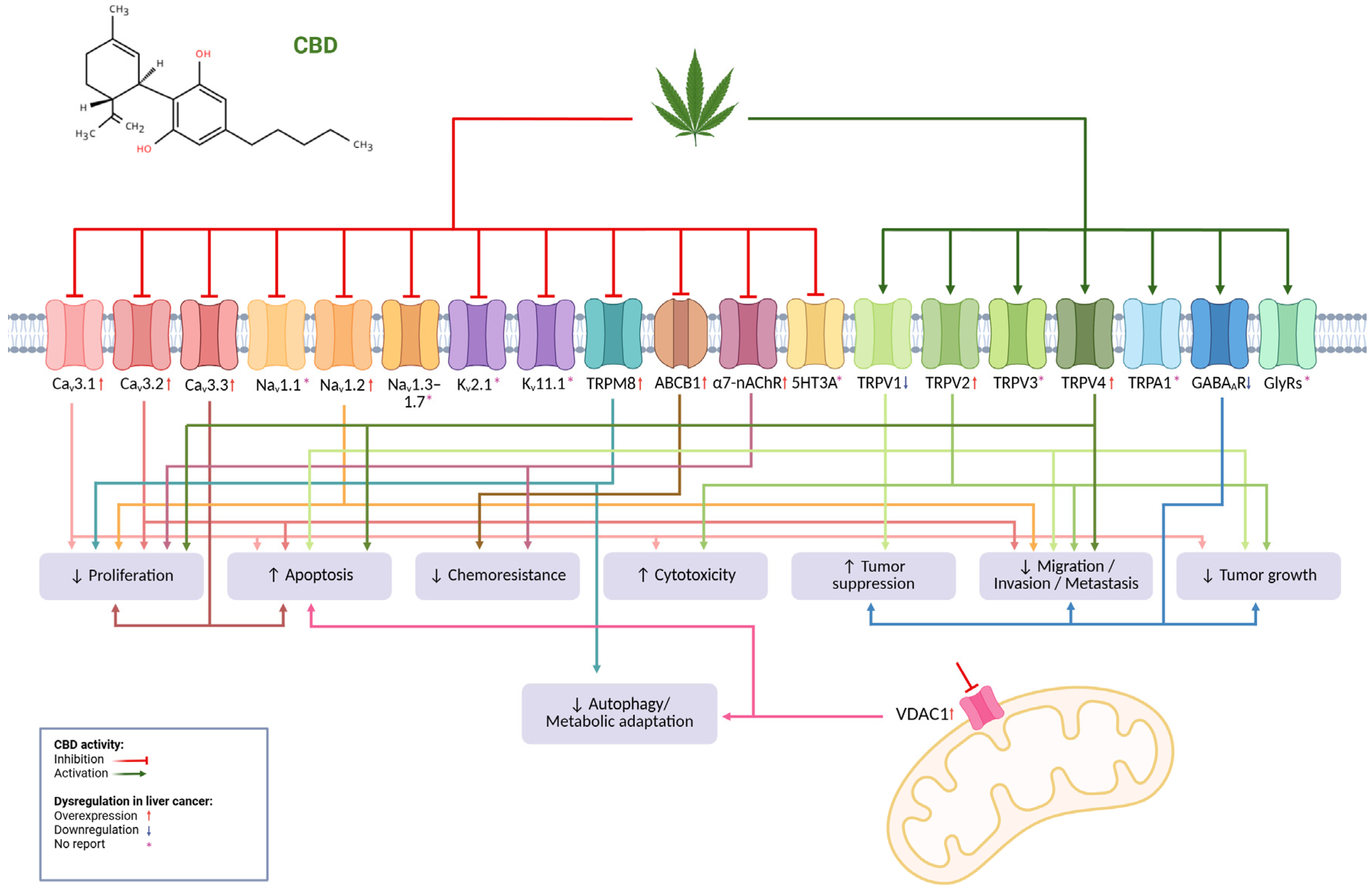 Cannabidiol–Ion Channel Interactions Represent a Promising Preventive ...