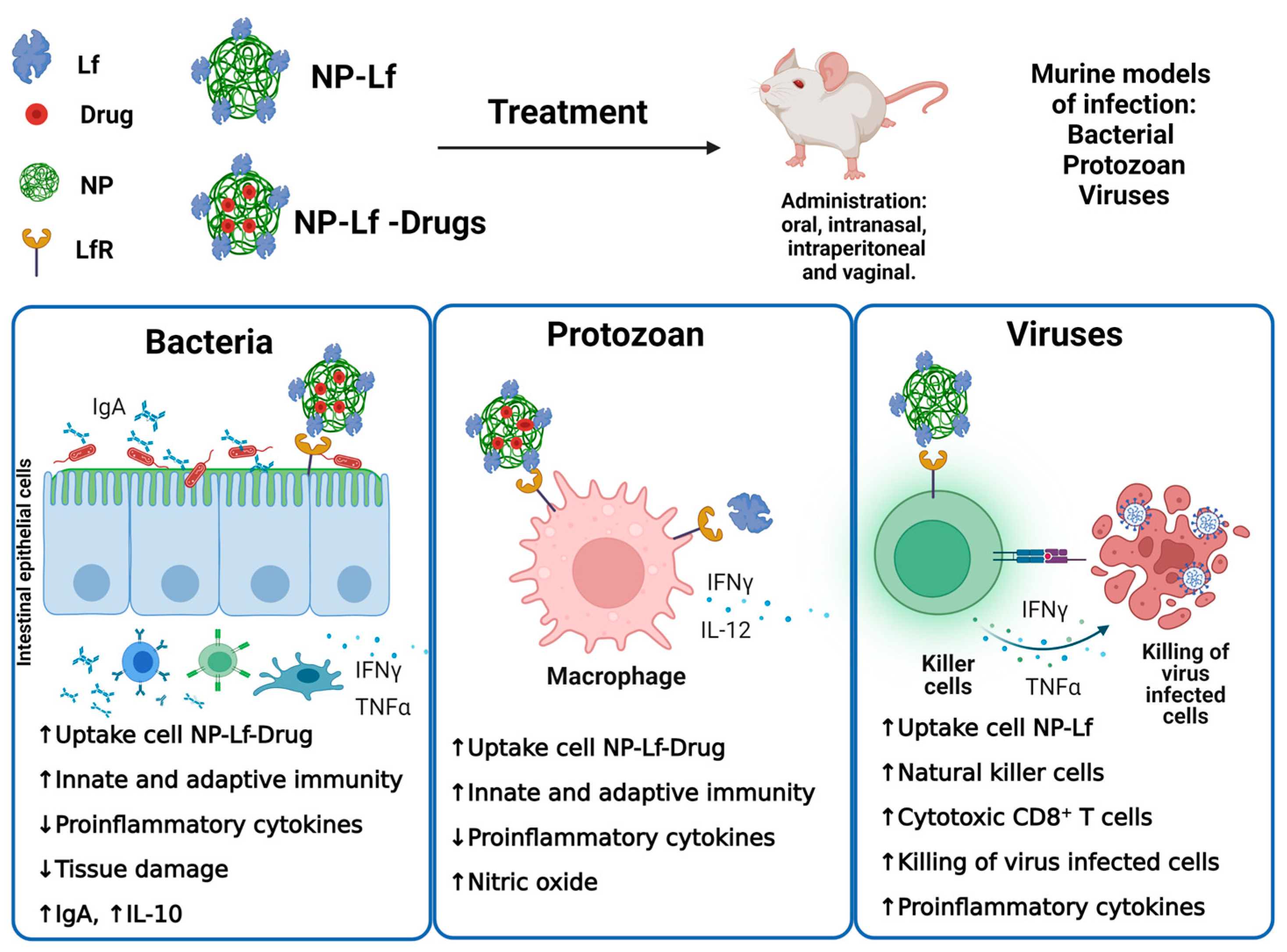 Pharmaceuticals Free Full Text Lactoferrin As A Component Of Pharmaceuticals Free Full Text Lactoferrin As A Component Of