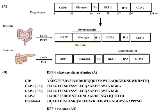 Multifaceted Roles of GLP-1 and Its Analogs: A Review on Molecular ...