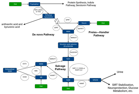 The Role of NAD+ and NAD+-Boosting Therapies in Inflammatory Response ...