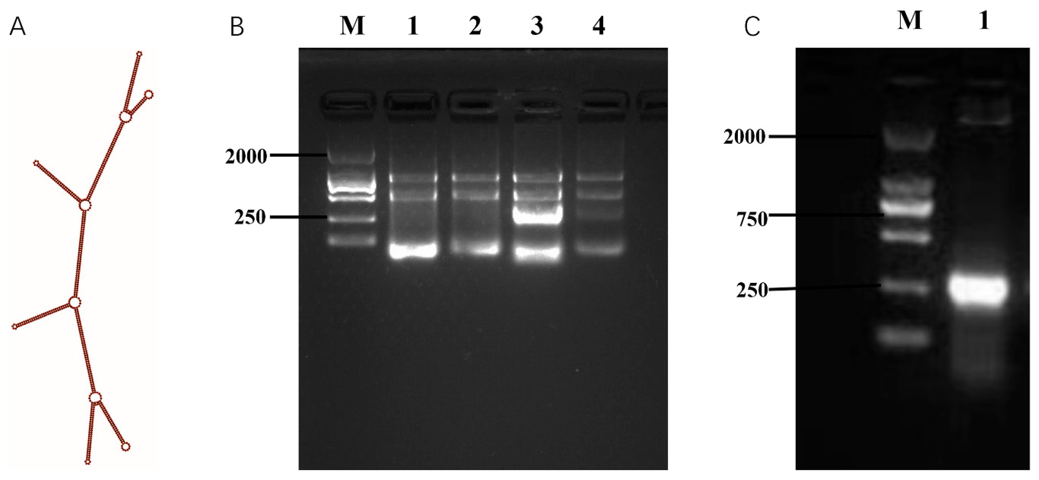 Development of a Dual Gene-Targeted Multi-Sirna with Branched Structure ...