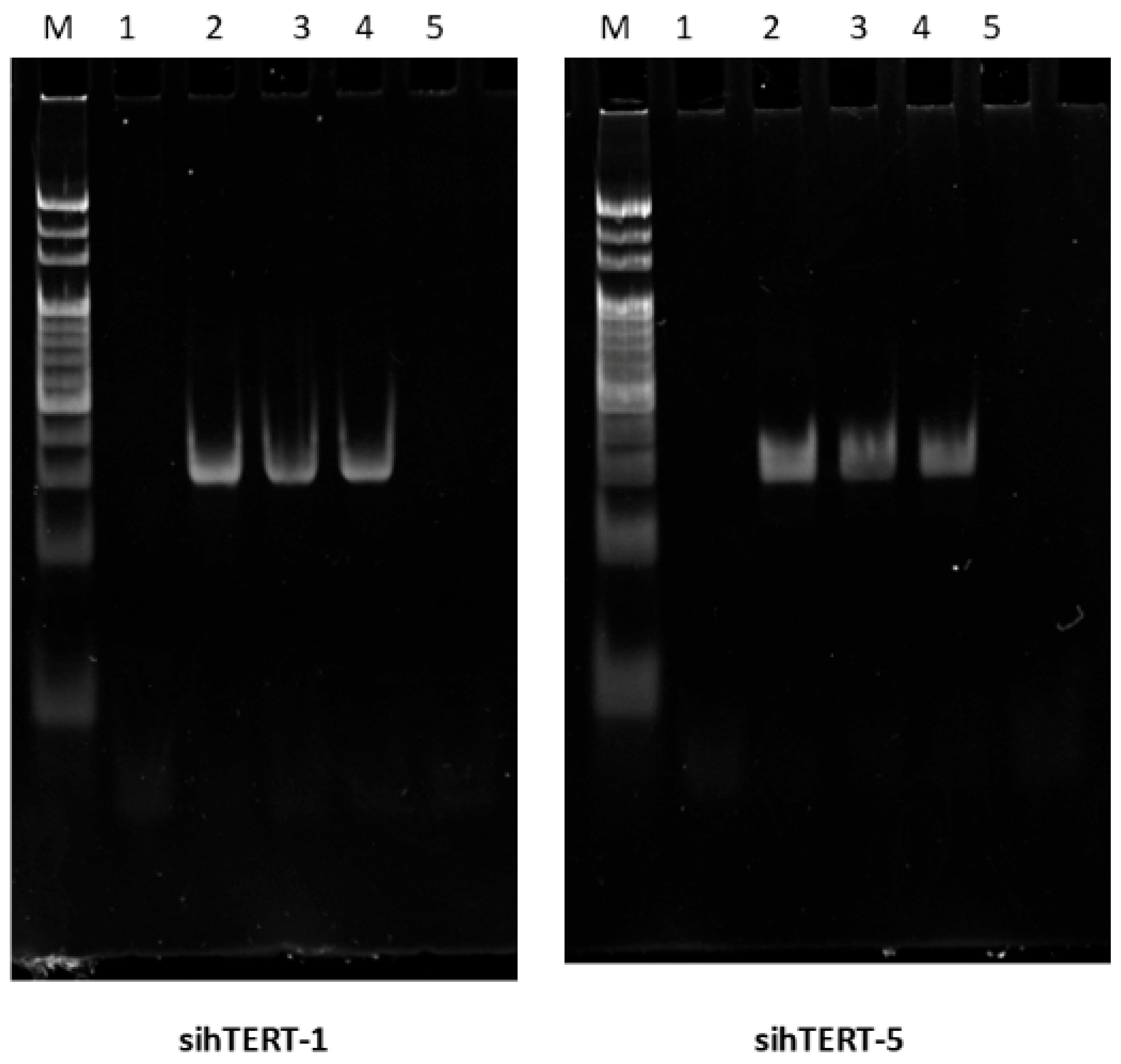 Development of a Dual Gene-Targeted Multi-Sirna with Branched Structure ...