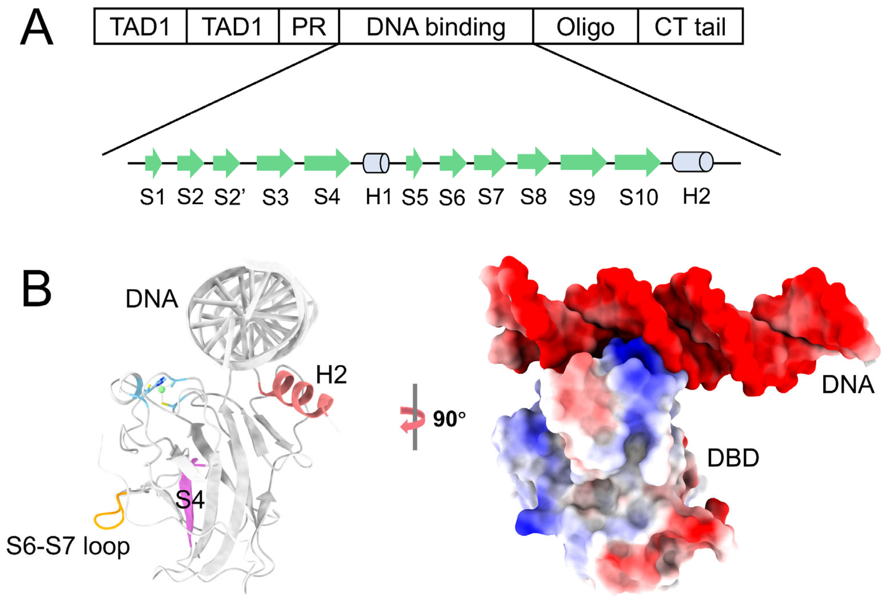 The Allosteric Regulation of the DNA-Binding Domain of p53 by the ...