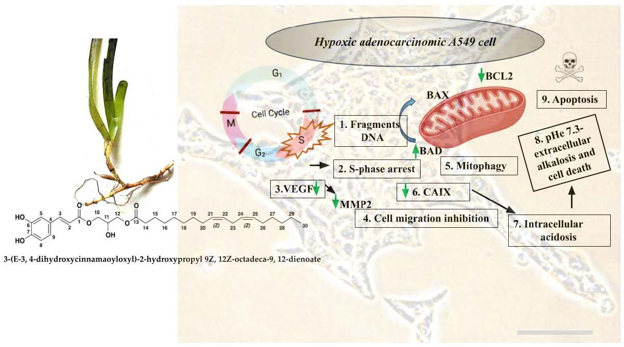 A Marine Anticancer Cinnamyloxyl Derivative with Unique Binding Sites ...