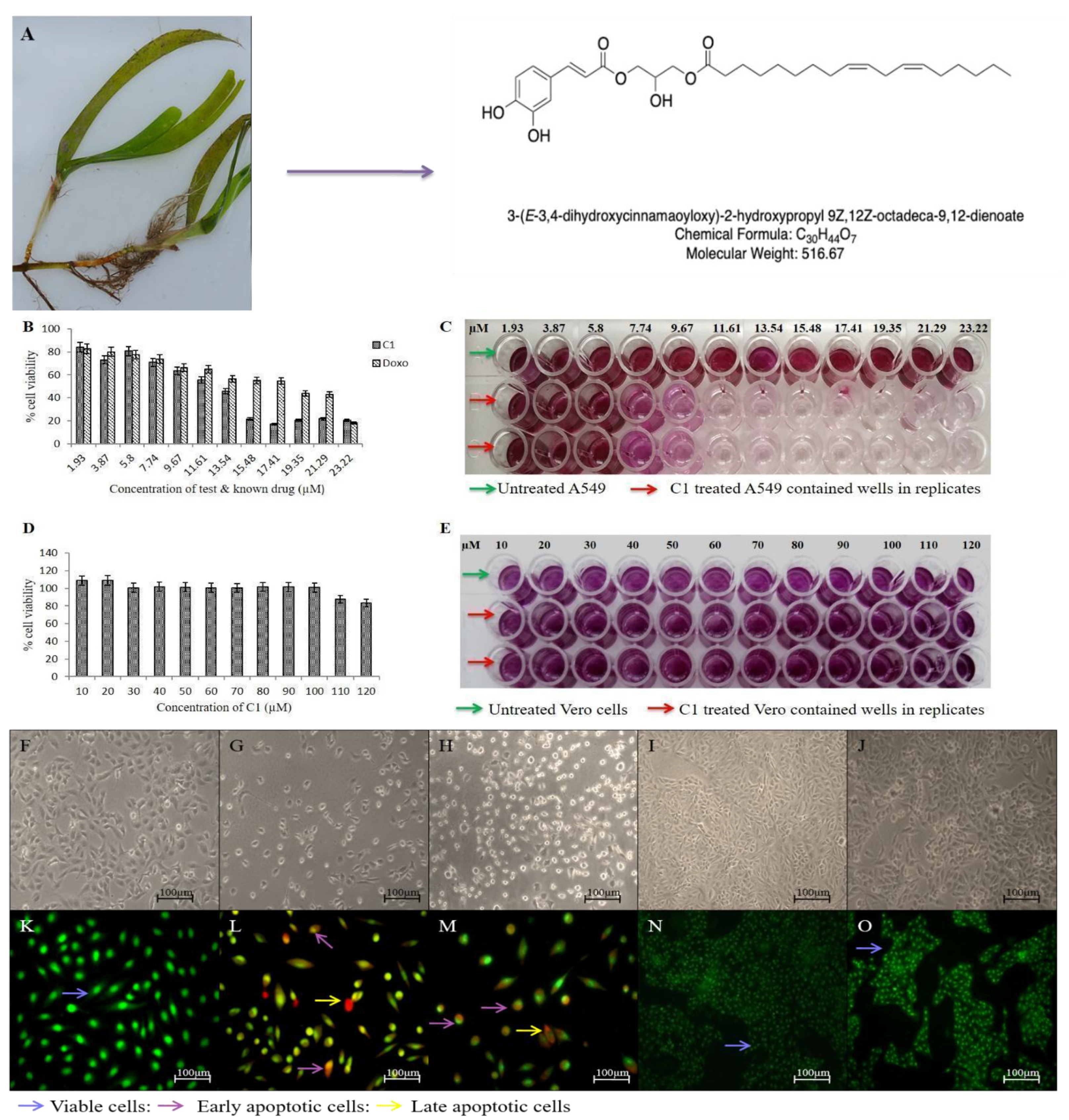 A Marine Anticancer Cinnamyloxyl Derivative with Unique Binding Sites ...