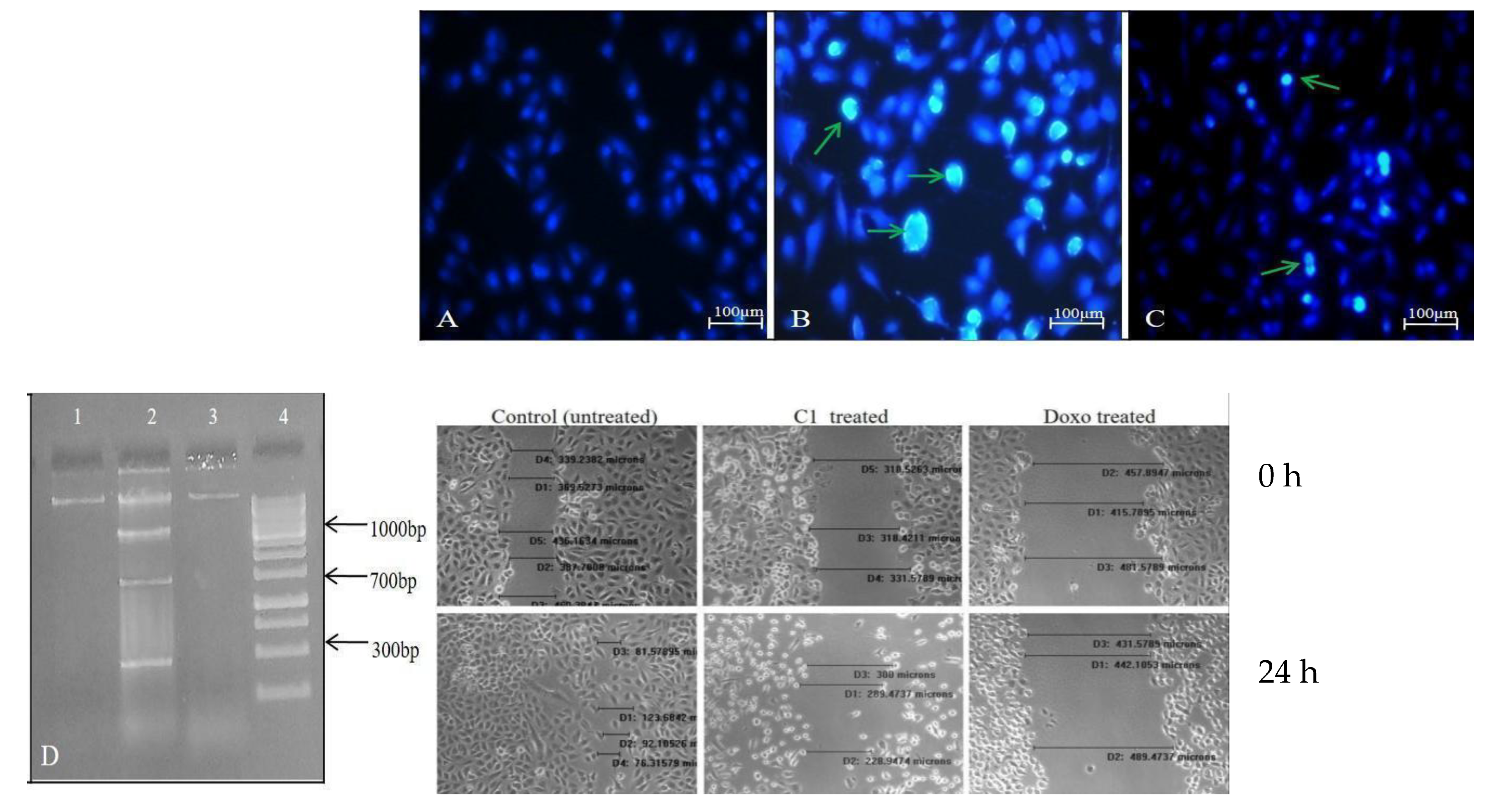 A Marine Anticancer Cinnamyloxyl Derivative with Unique Binding Sites ...