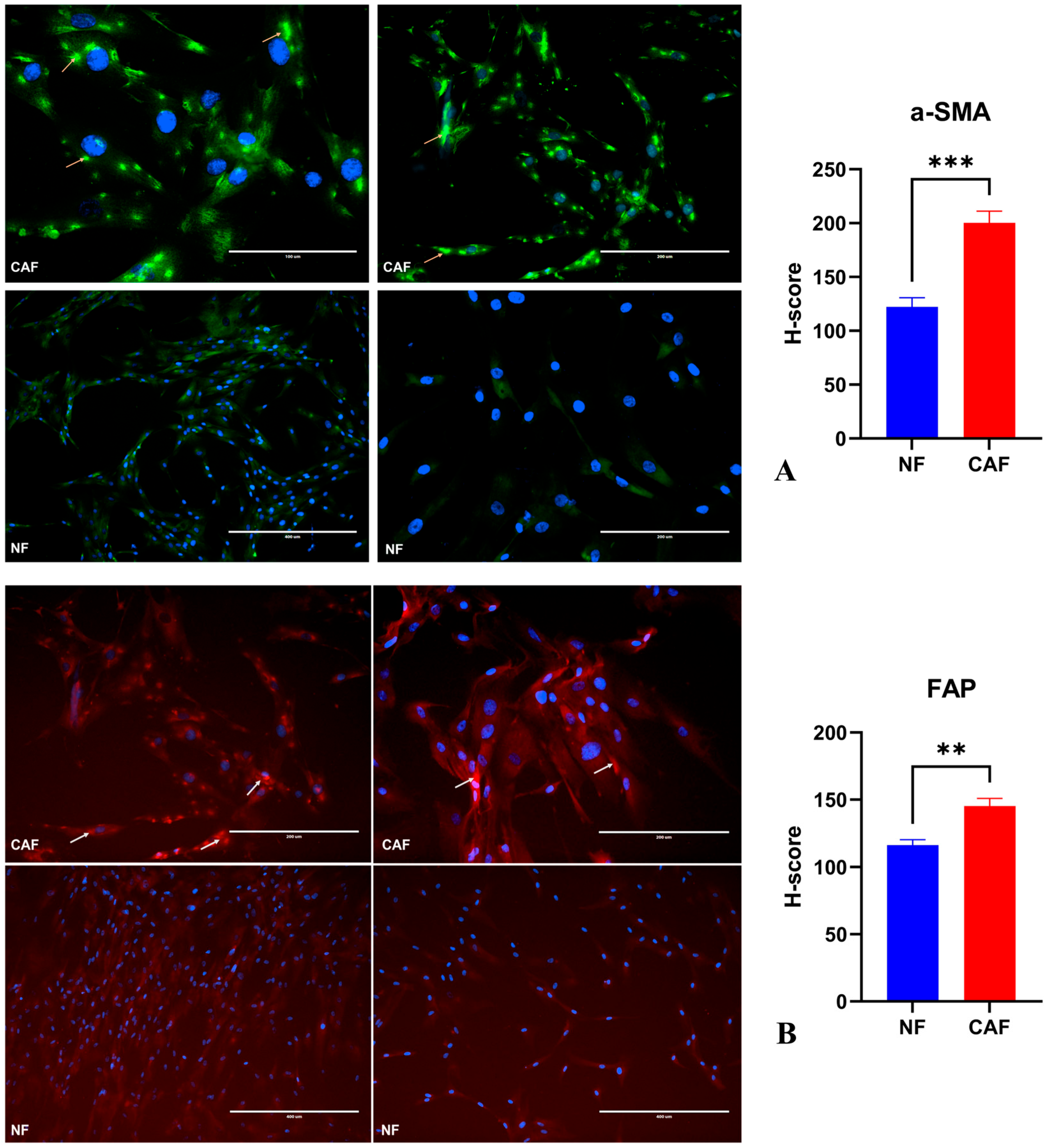 Carvacrol Selectively Induces Mitochondria-Related Apoptotic Signaling ...