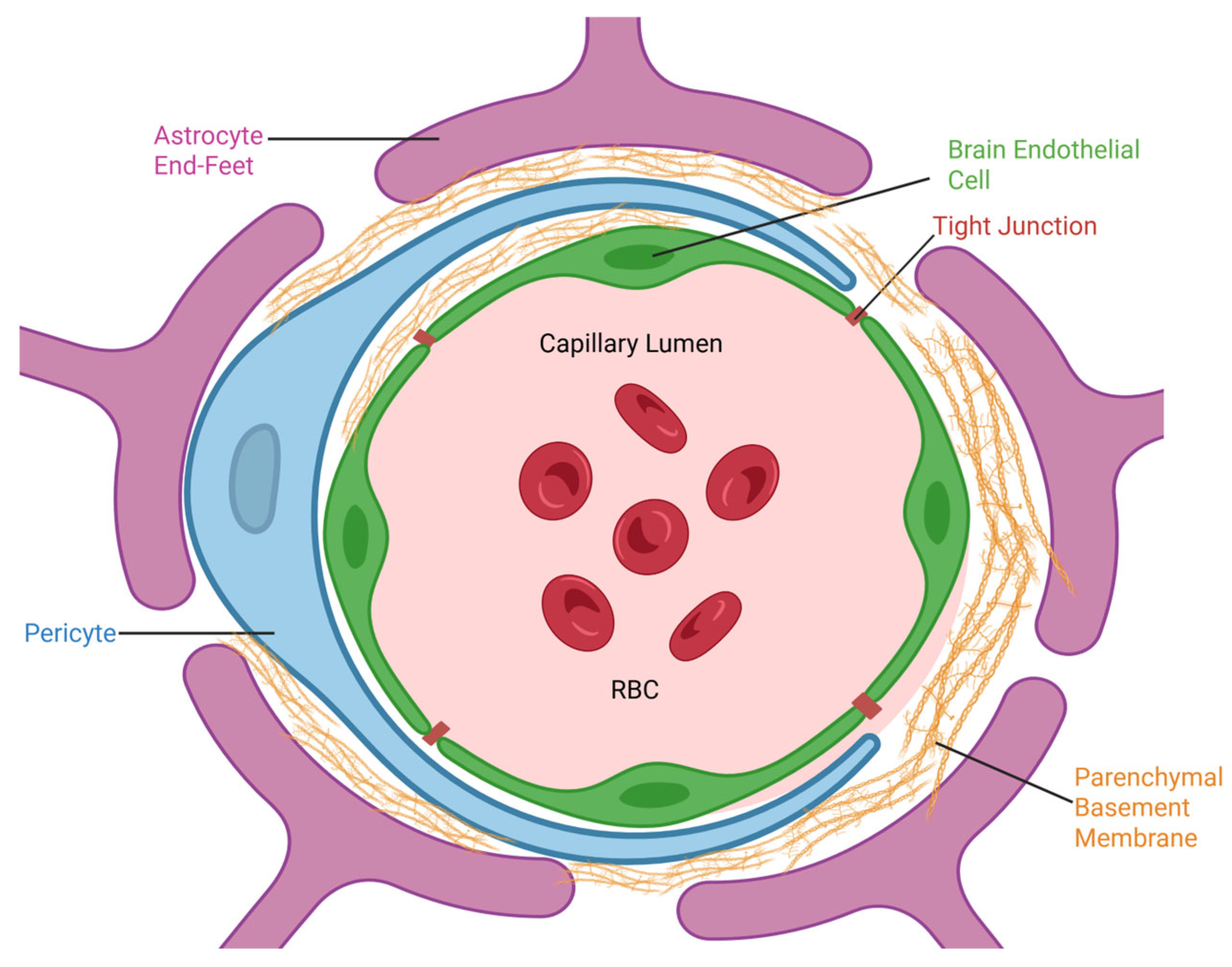 Aptamer-Based Delivery of Genes and Drugs Across the Blood–Brain Barrier