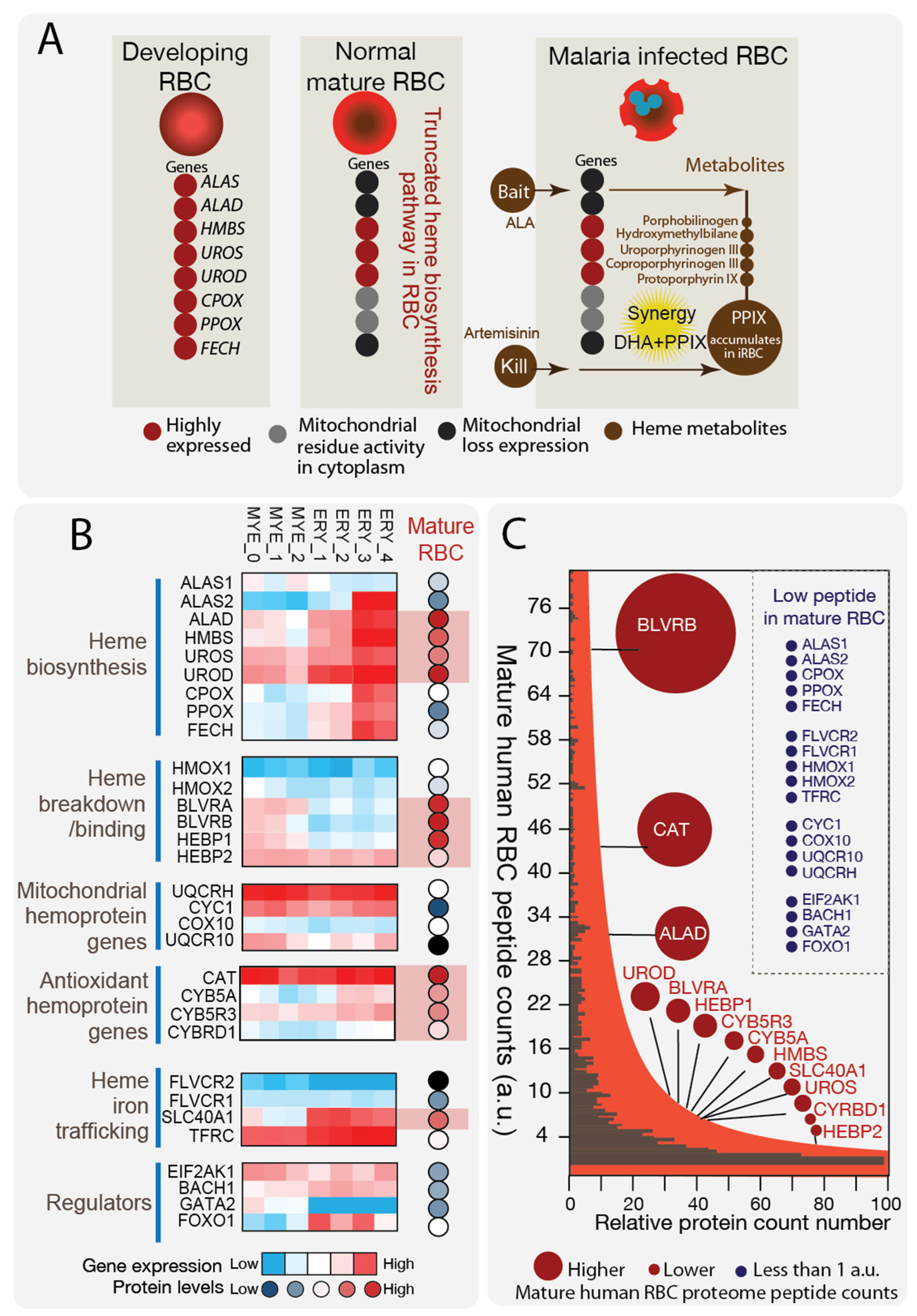 Targeting Infected Host Cell Heme Metabolism to Kill Malaria Parasites
